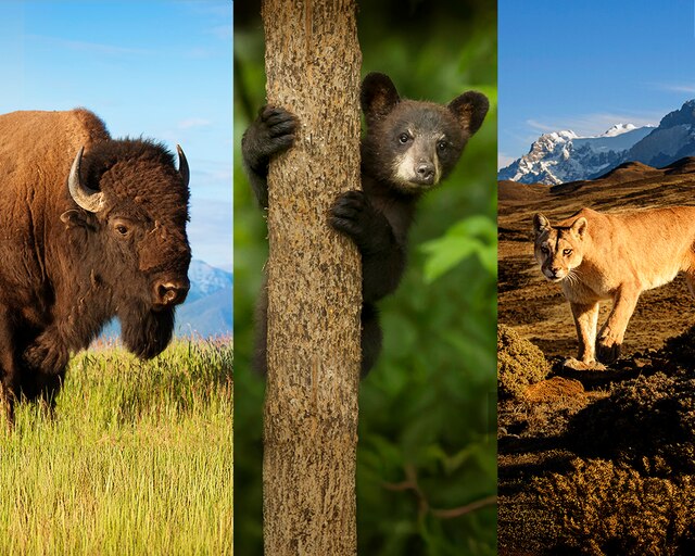 NBC TV Network - Shows, Episodes, Schedule