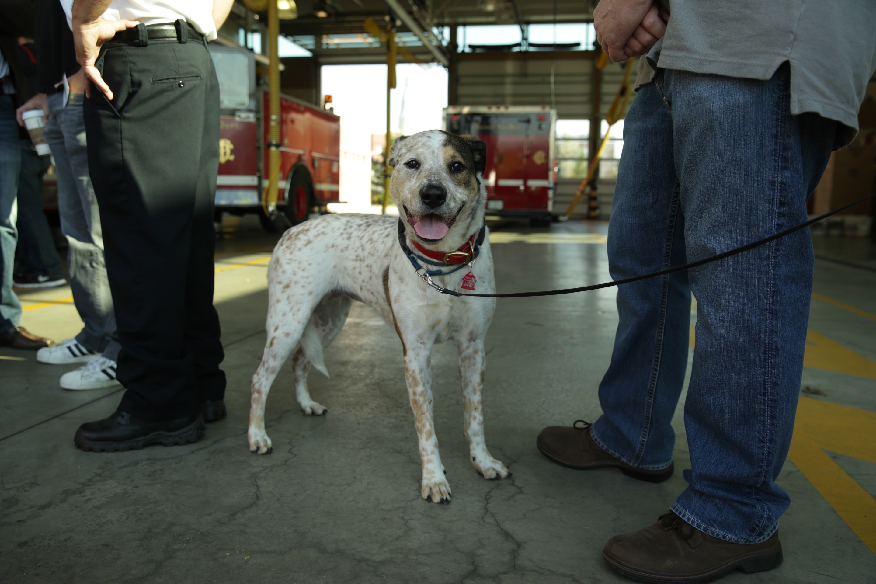 null: Chicago Fire and Chicago P.D. Press Tour Photo: 1948681 - NBC.com