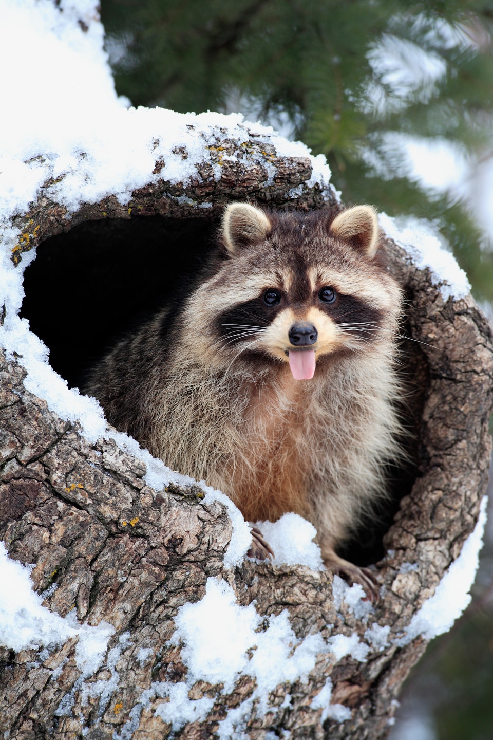 Parks and Recreation: Pawnee Raccoons Photo: 157991 - NBC.com