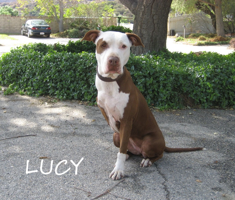 null: All About Champion Photo: 156461 - NBC.com