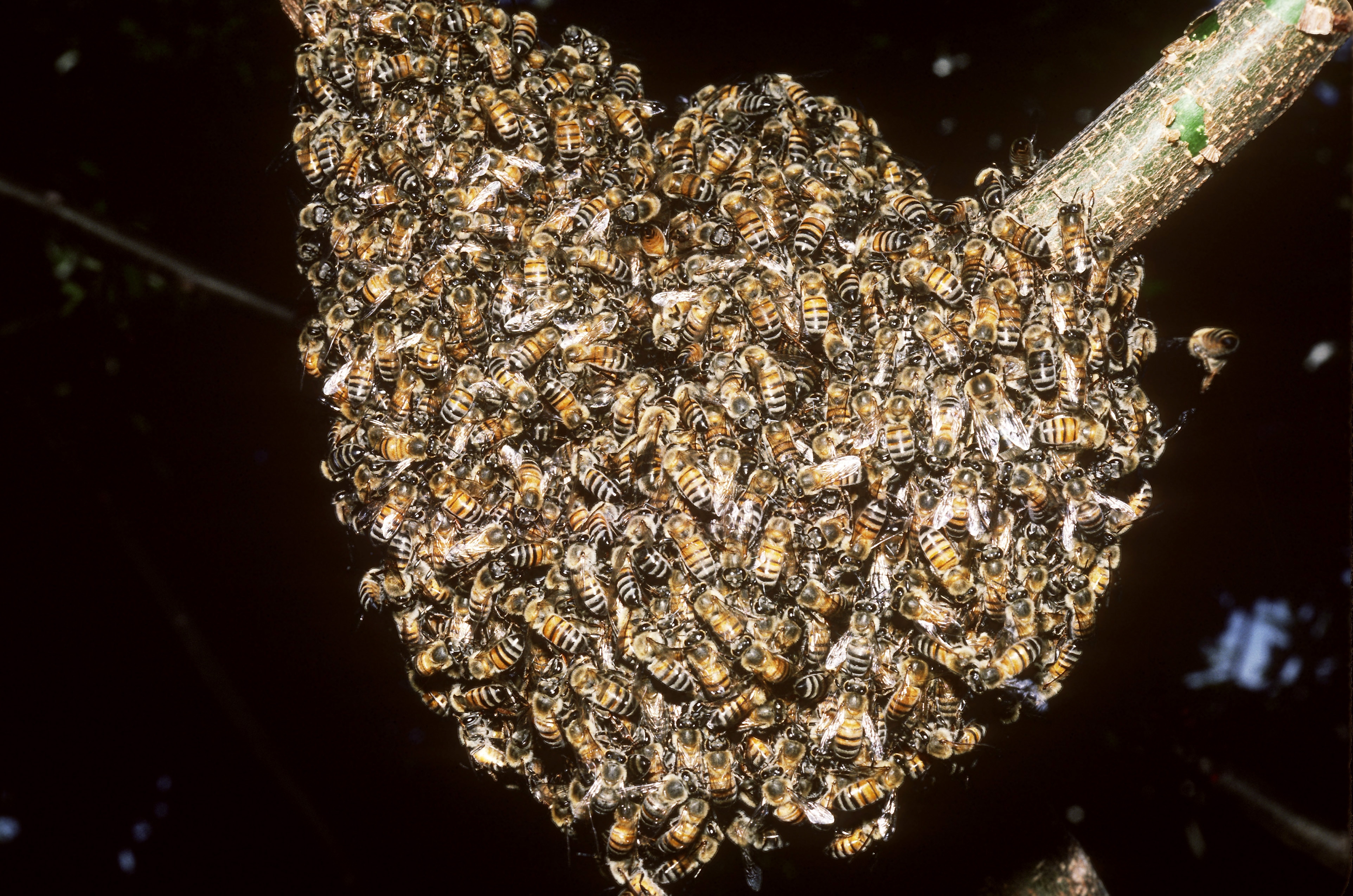 null: All About Bees Photo: 259876 - NBC.com