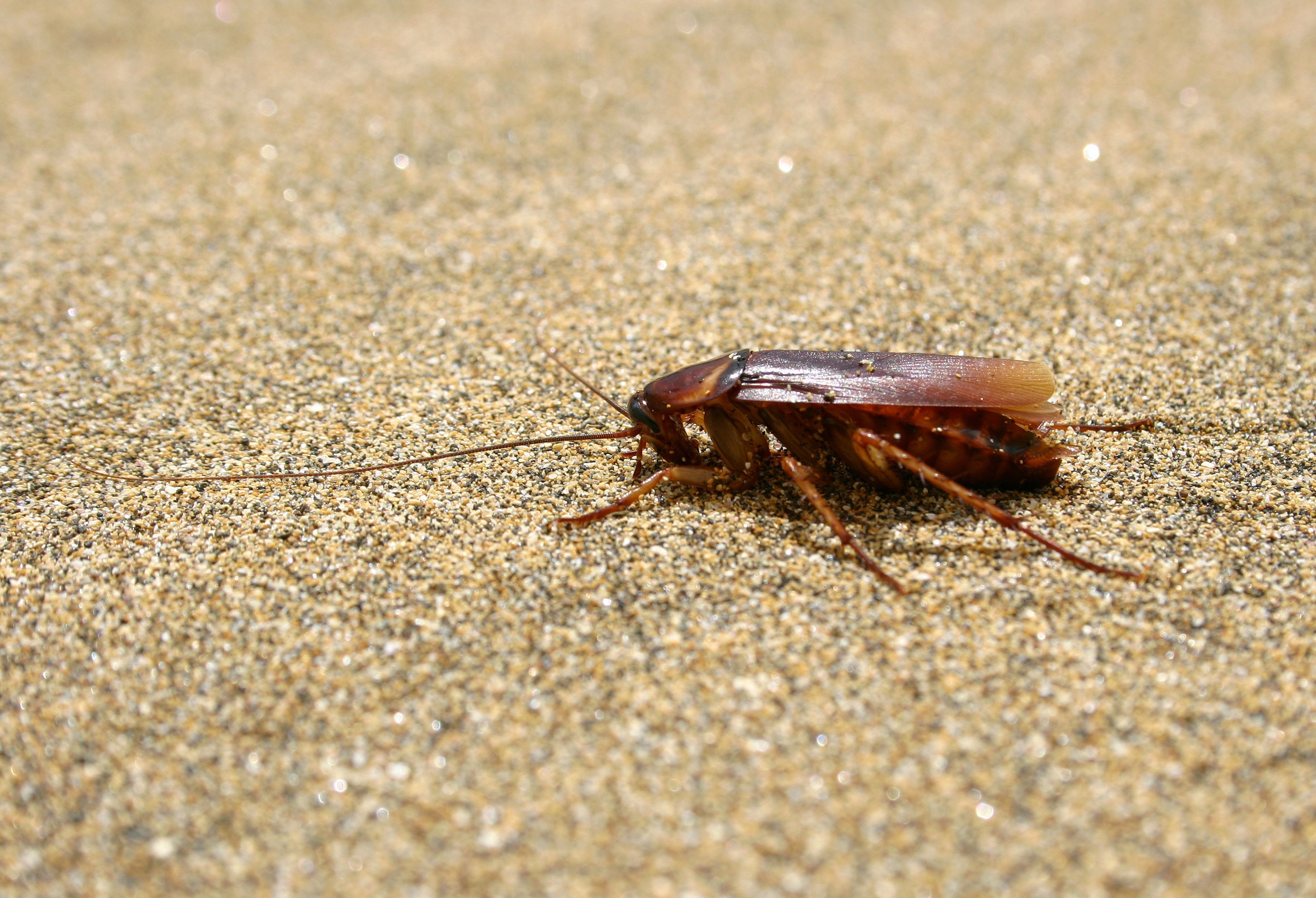 Fear Factor: Know Your Roach Photo: 476916 - NBC.com