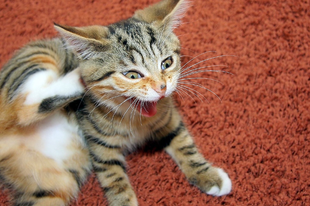 null: When Cats Attack Photo: 121446 - NBC.com