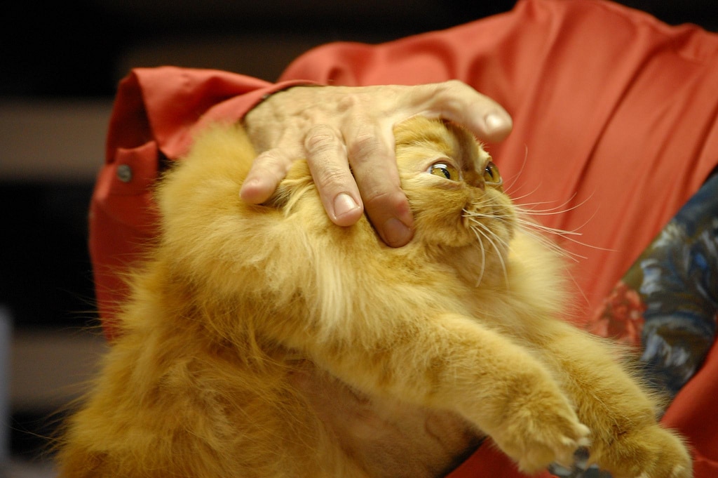 null: When Cats Attack Photo: 121476 - NBC.com