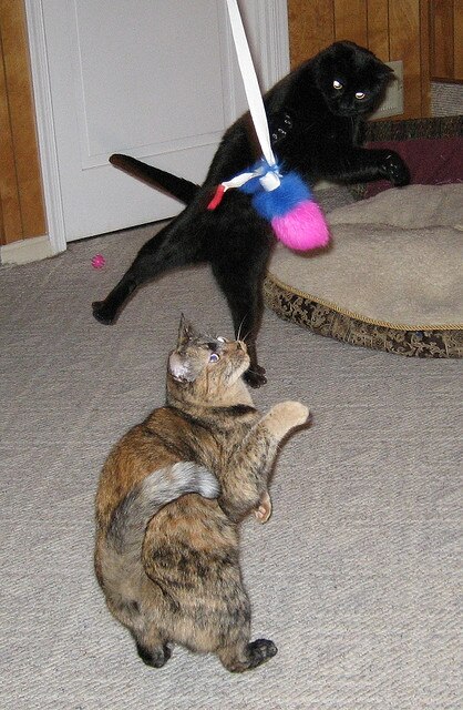 null: When Cats Attack Photo: 121501 - NBC.com