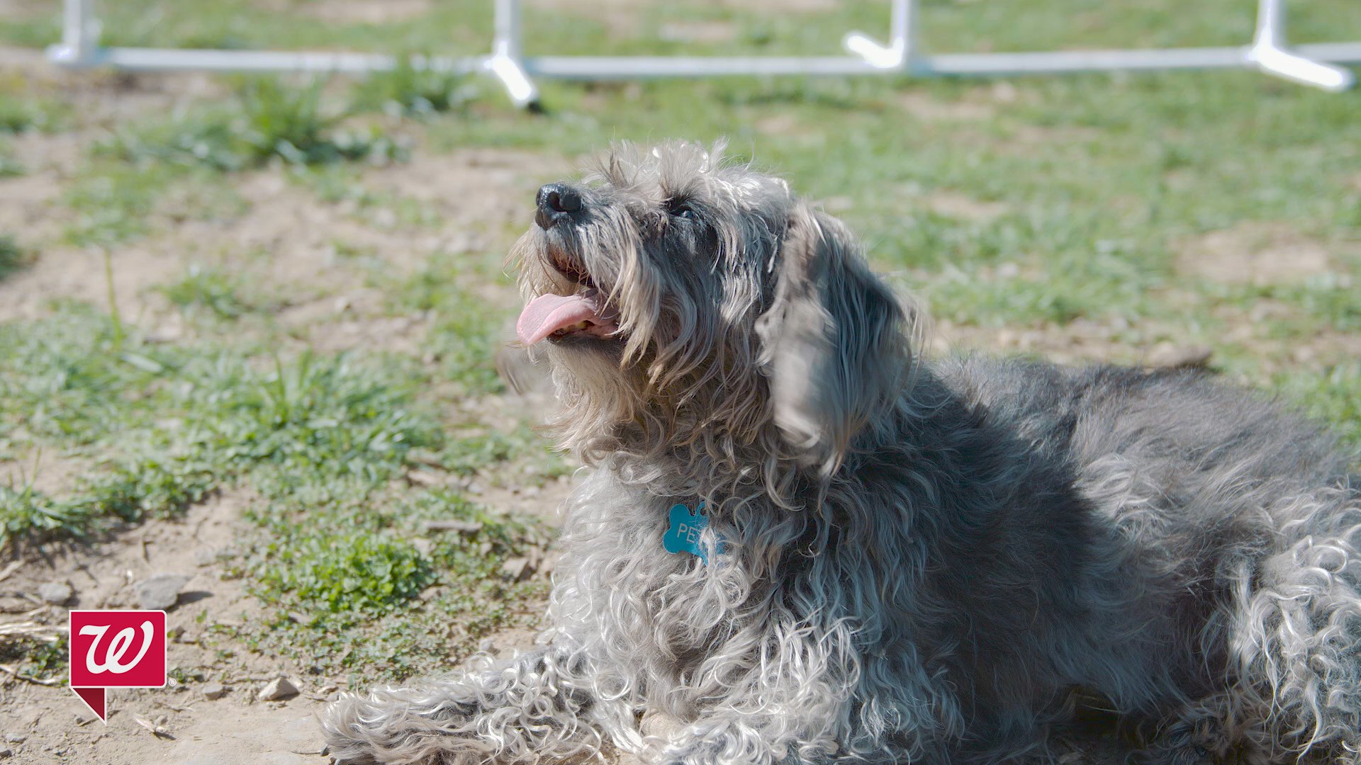 Watch The Red Nose Day Special Web Exclusive: Red Nose Goes to the Dogs ...