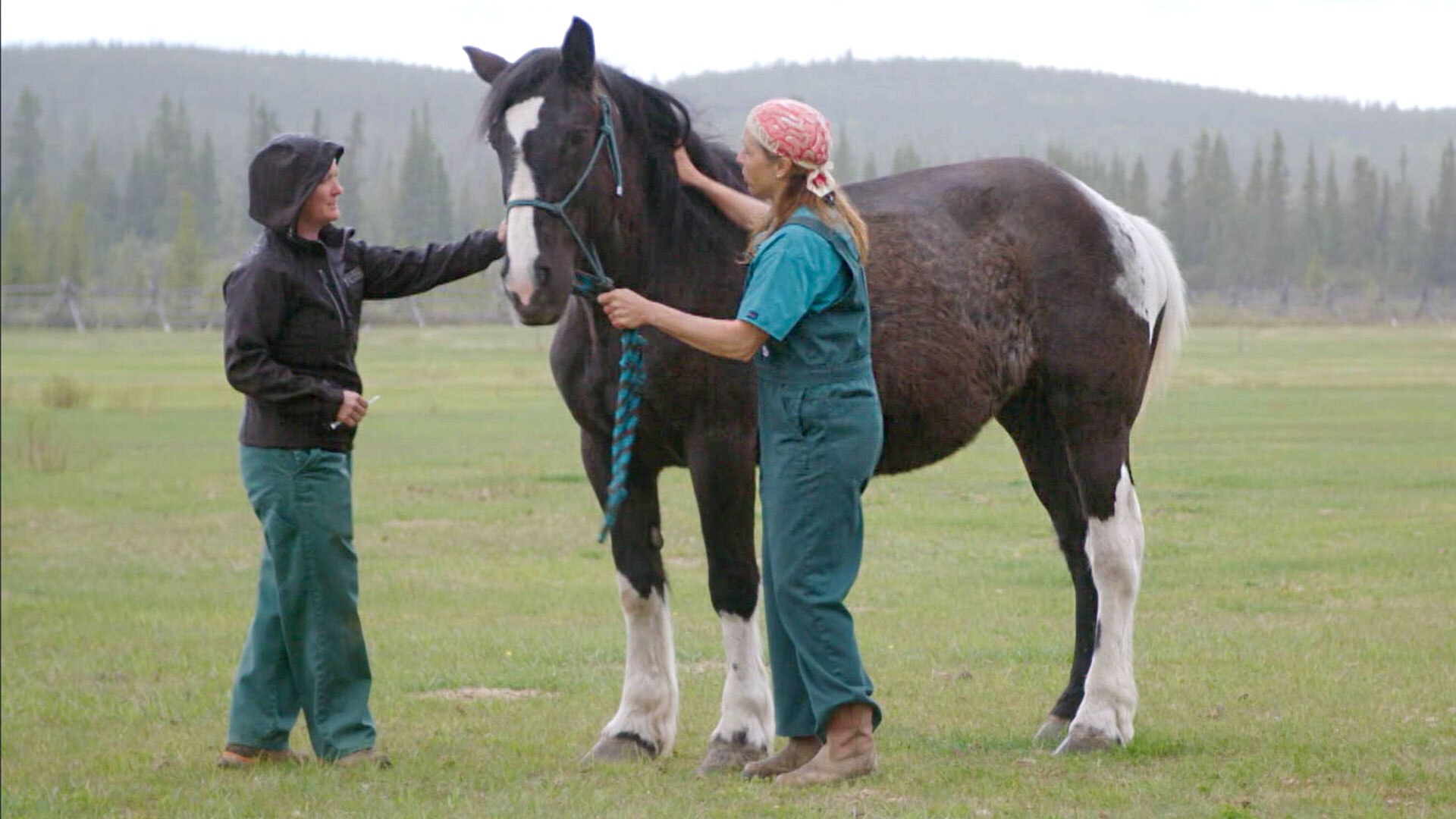 Watch Wilderness Vet Episode: Farmyard Friends - NBC.com