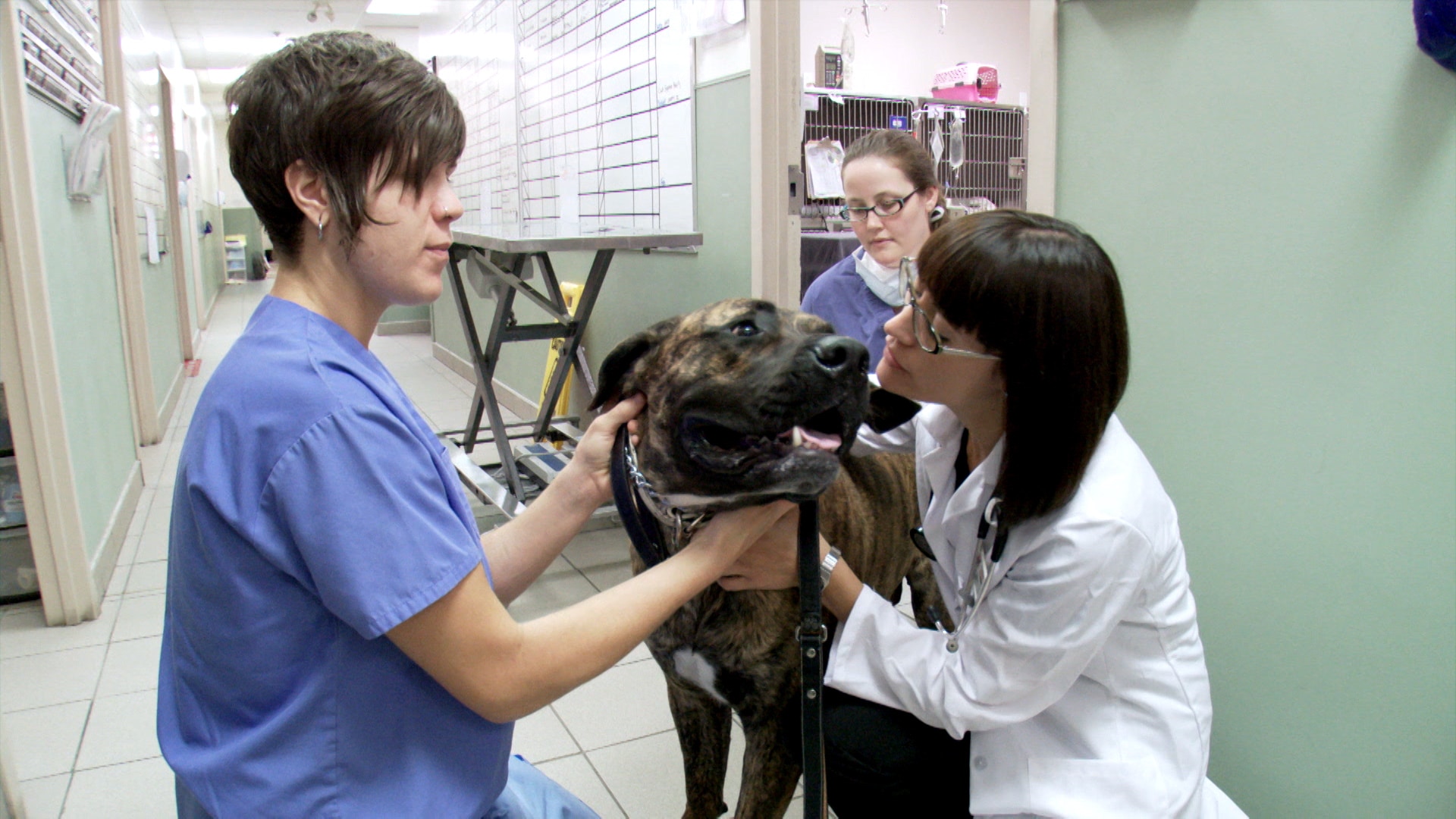 Watch Vets Saving Pets Episode: All in the Family - NBC.com