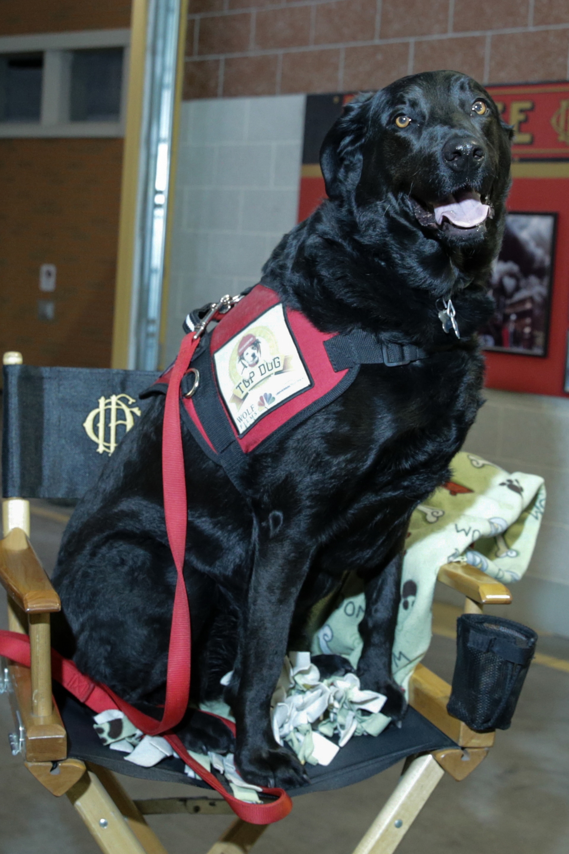 Chicago Fire: Meet Smokey, Chicago Fire's Top Dog Photo: 1710381 - NBC.com