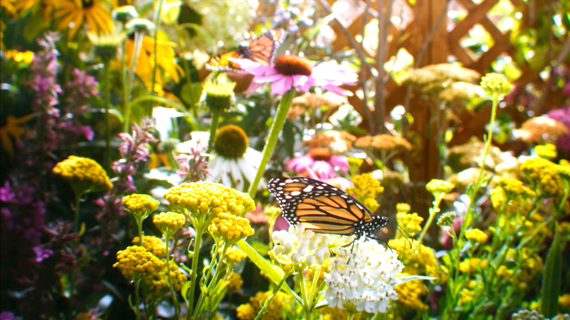 Watch Journey with Dylan Dreyer Episode: Flight of the Butterflies ...