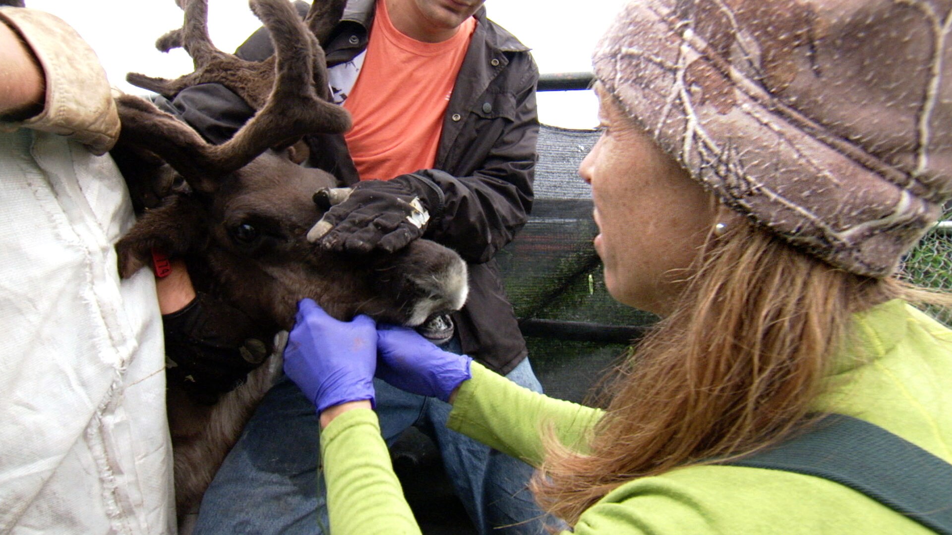 Watch Wilderness Vet Episode: Big Animals, Big Problems - NBC.com