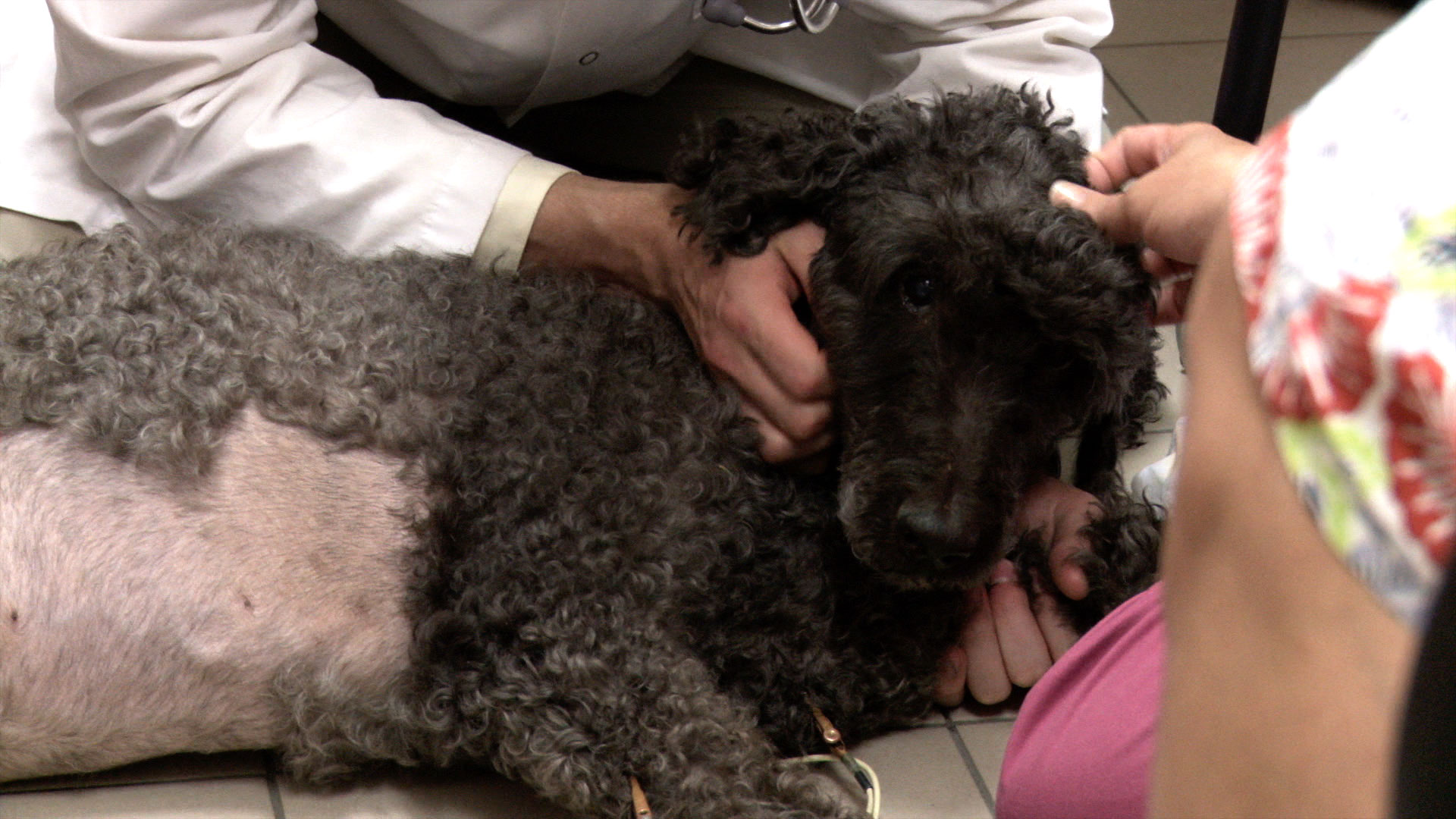 Watch Vets Saving Pets Episode: Old Friends - NBC.com