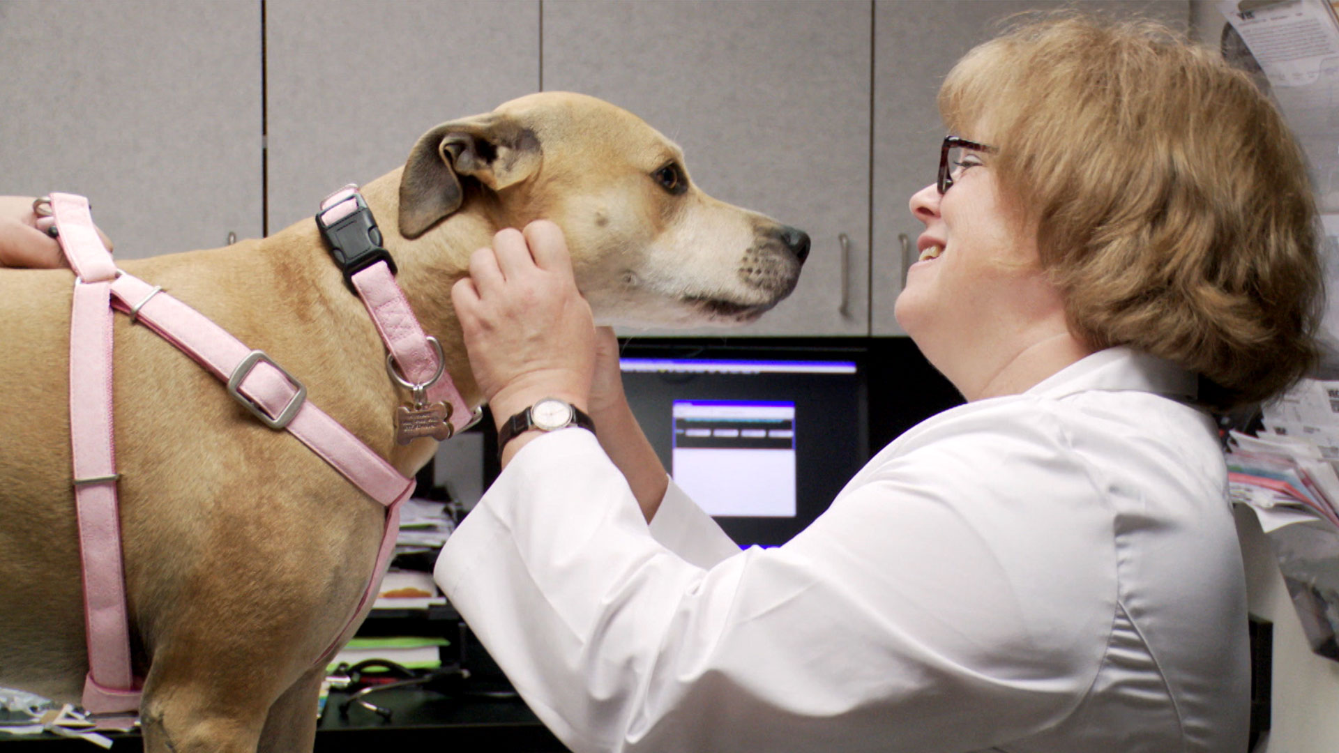 Watch Vets Saving Pets Episode: More Bark Than Bite - NBC.com