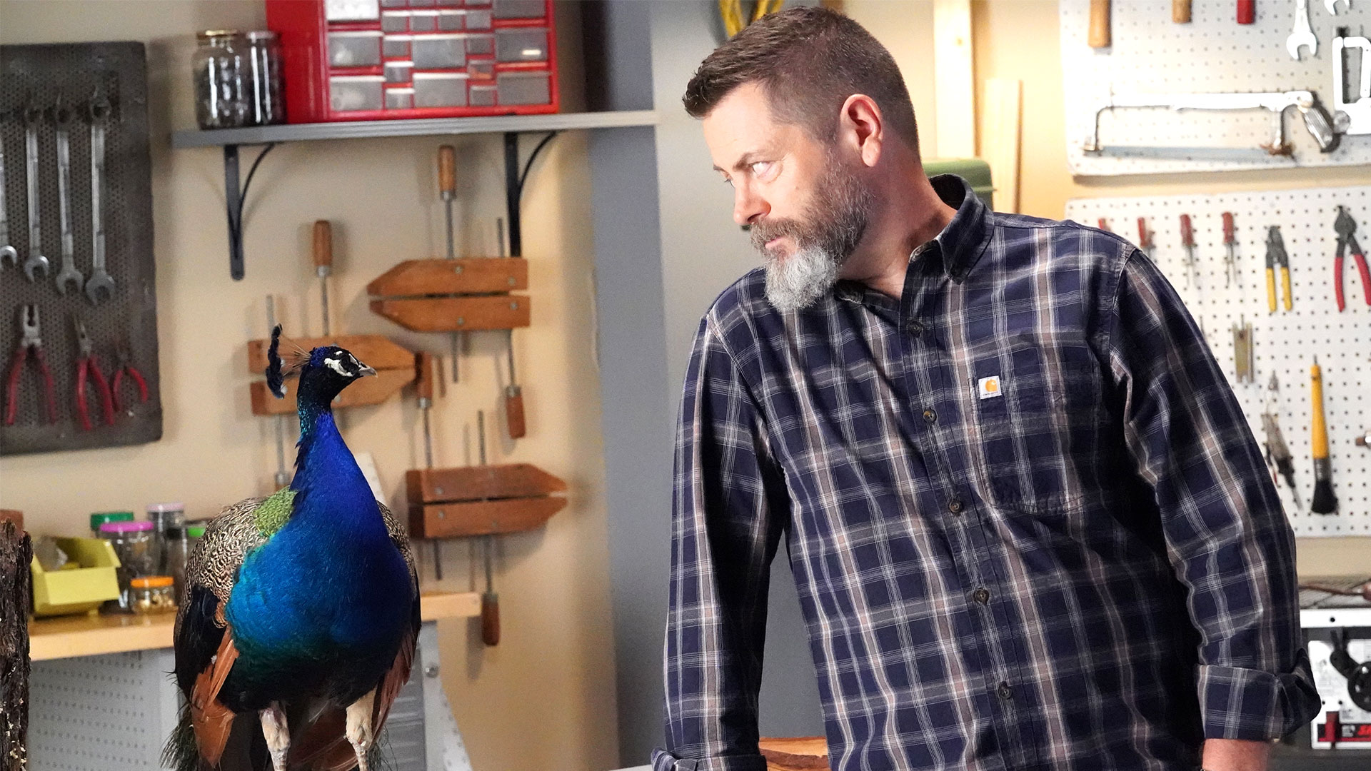 Watch Making It Web Exclusive: Nick Offerman Praises the Peacock - NBC.com