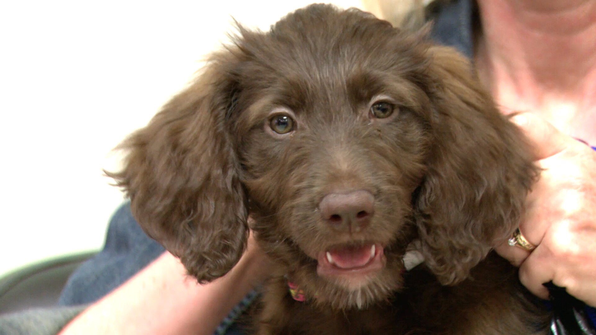 Watch Vets Saving Pets Episode: Catawampus - NBC.com