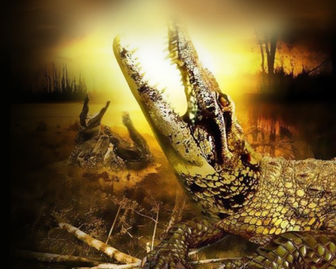 Ragin' Cajun Redneck Gators - NBC.com