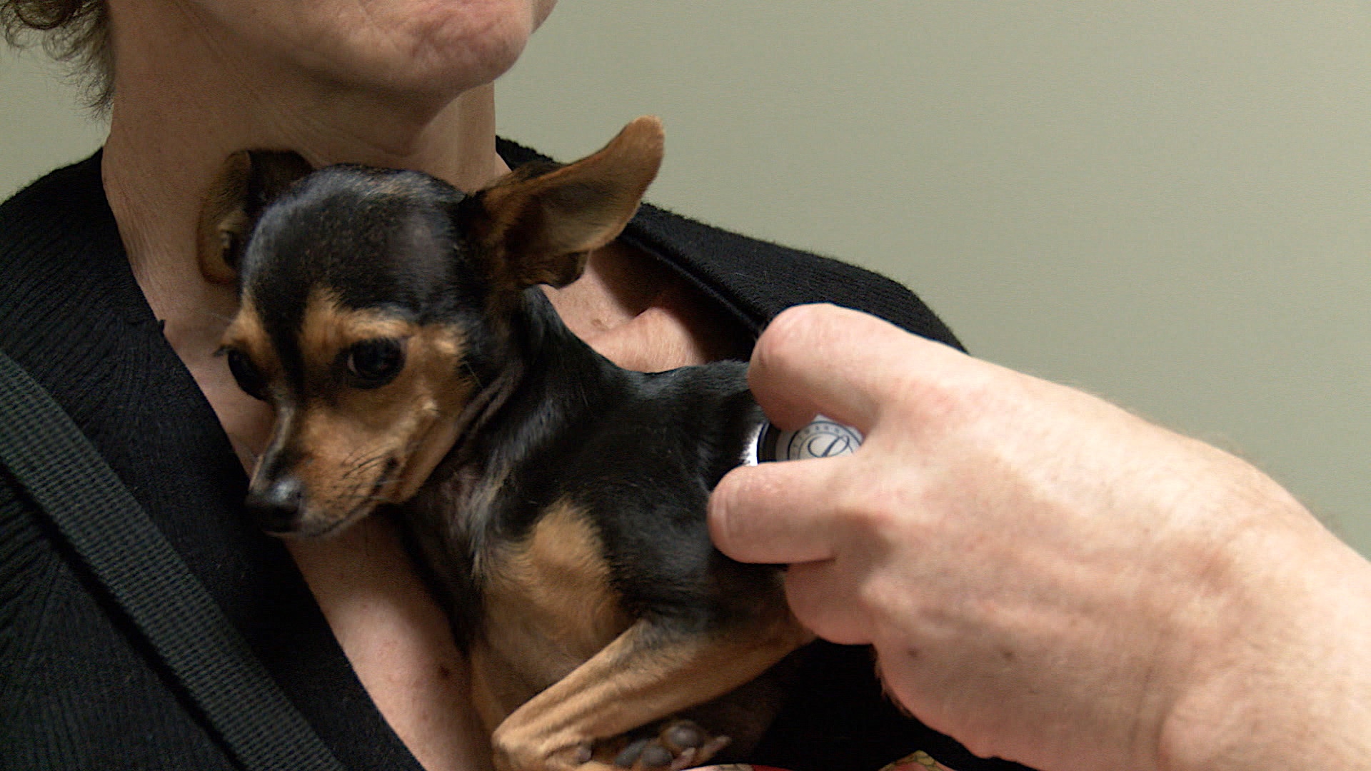 Watch Vets Saving Pets Episode: Belly of the Beast - NBC.com