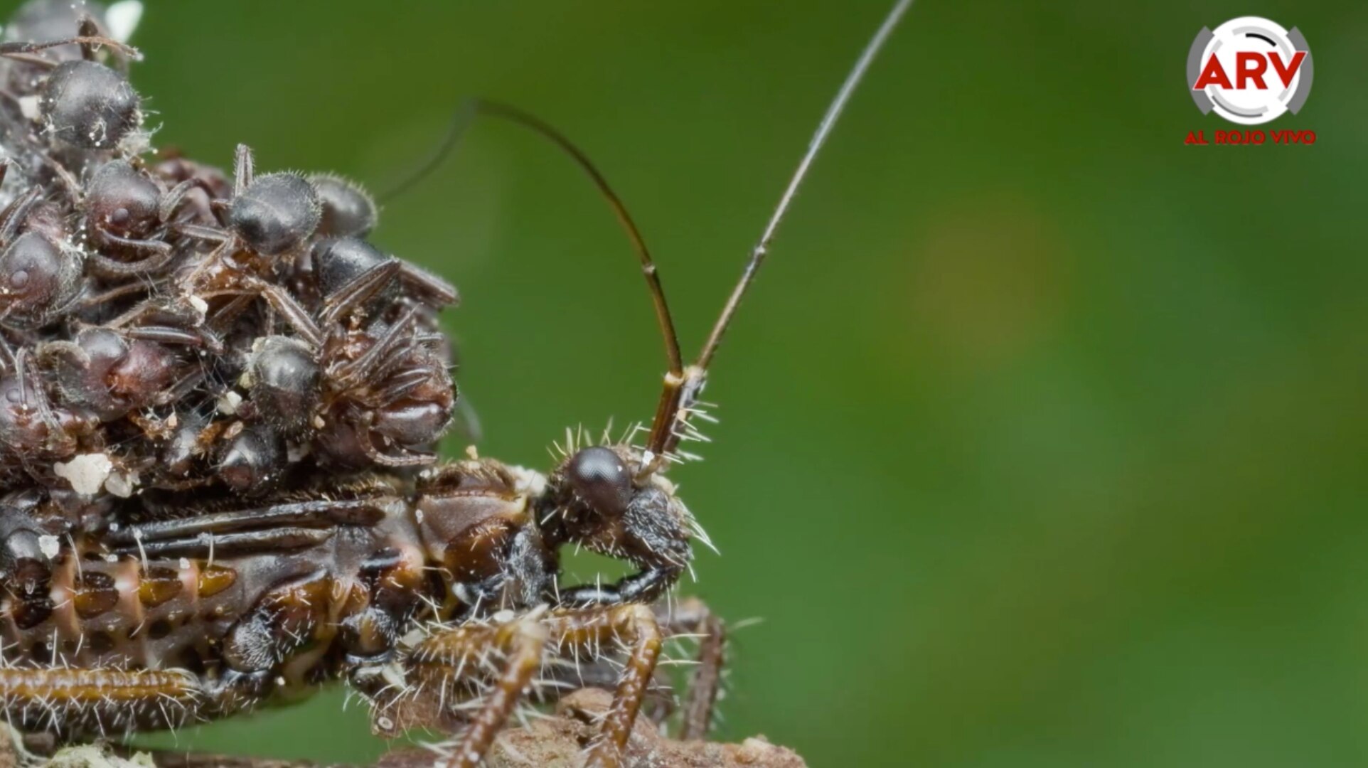 Watch Al Rojo Vivo Highlight: El insecto asesino: chupa sangre de sus ...