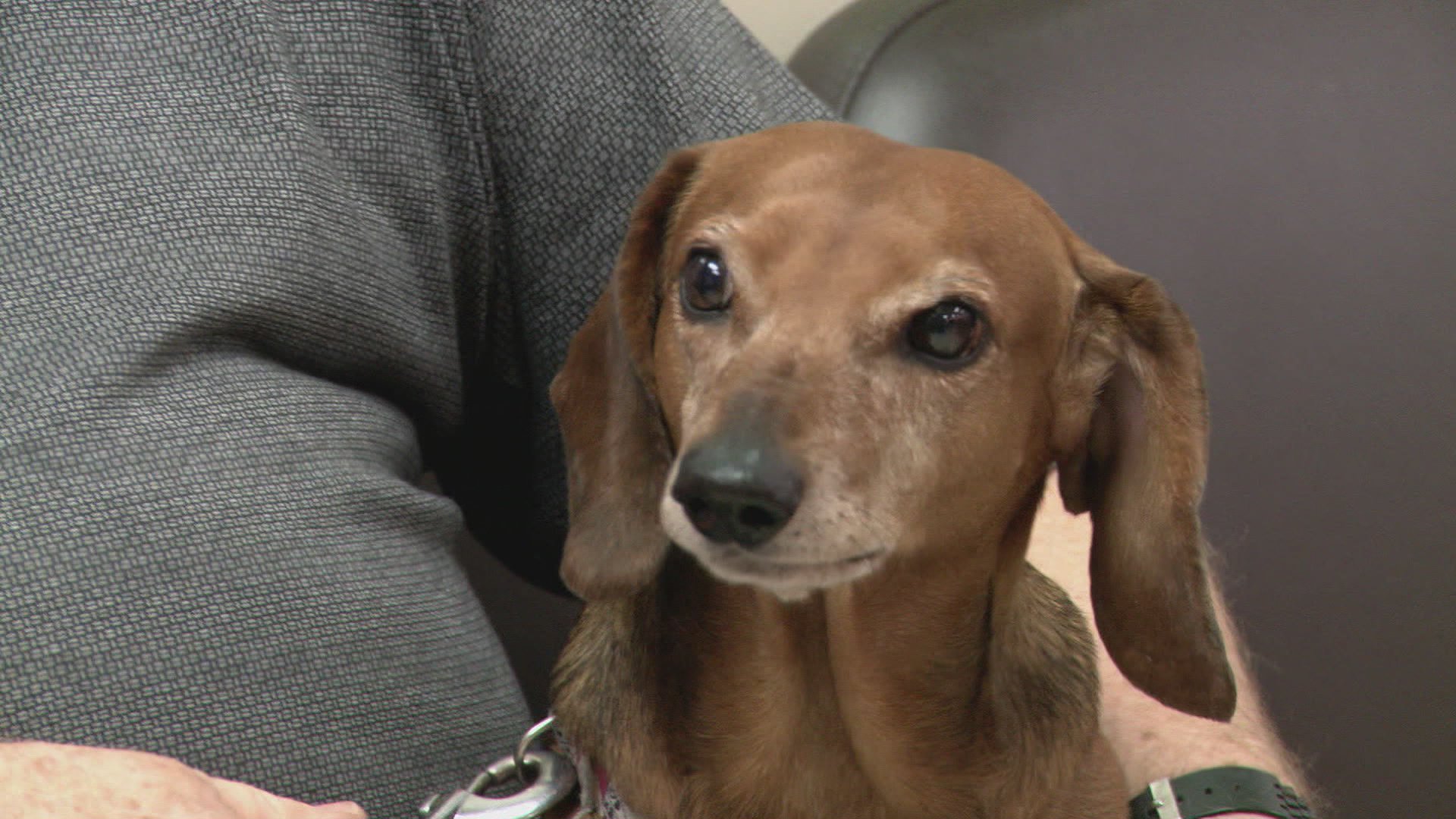 Watch Vets Saving Pets Episode: Long in the Tooth - NBC.com