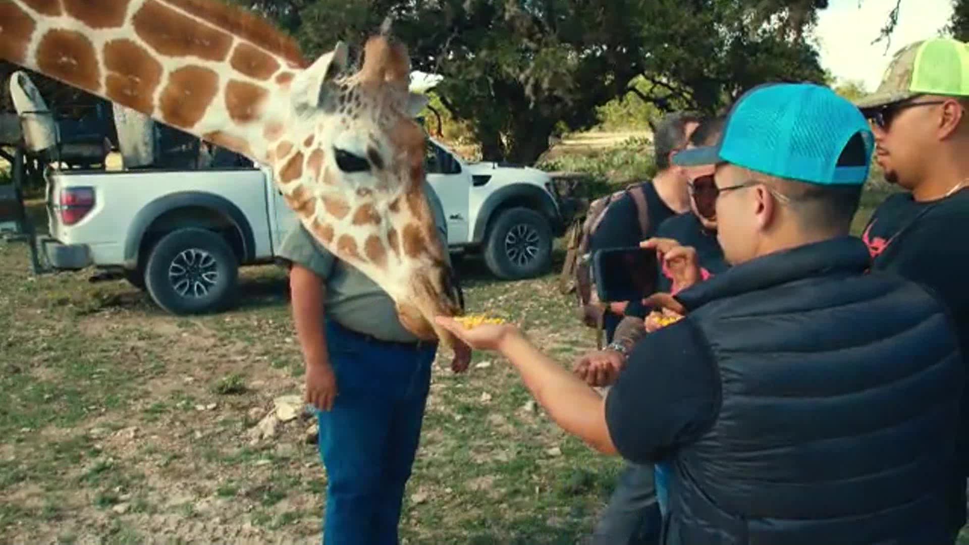Watch Larrymania Highlight: Larry y sus amigas las jirafas - NBC.com