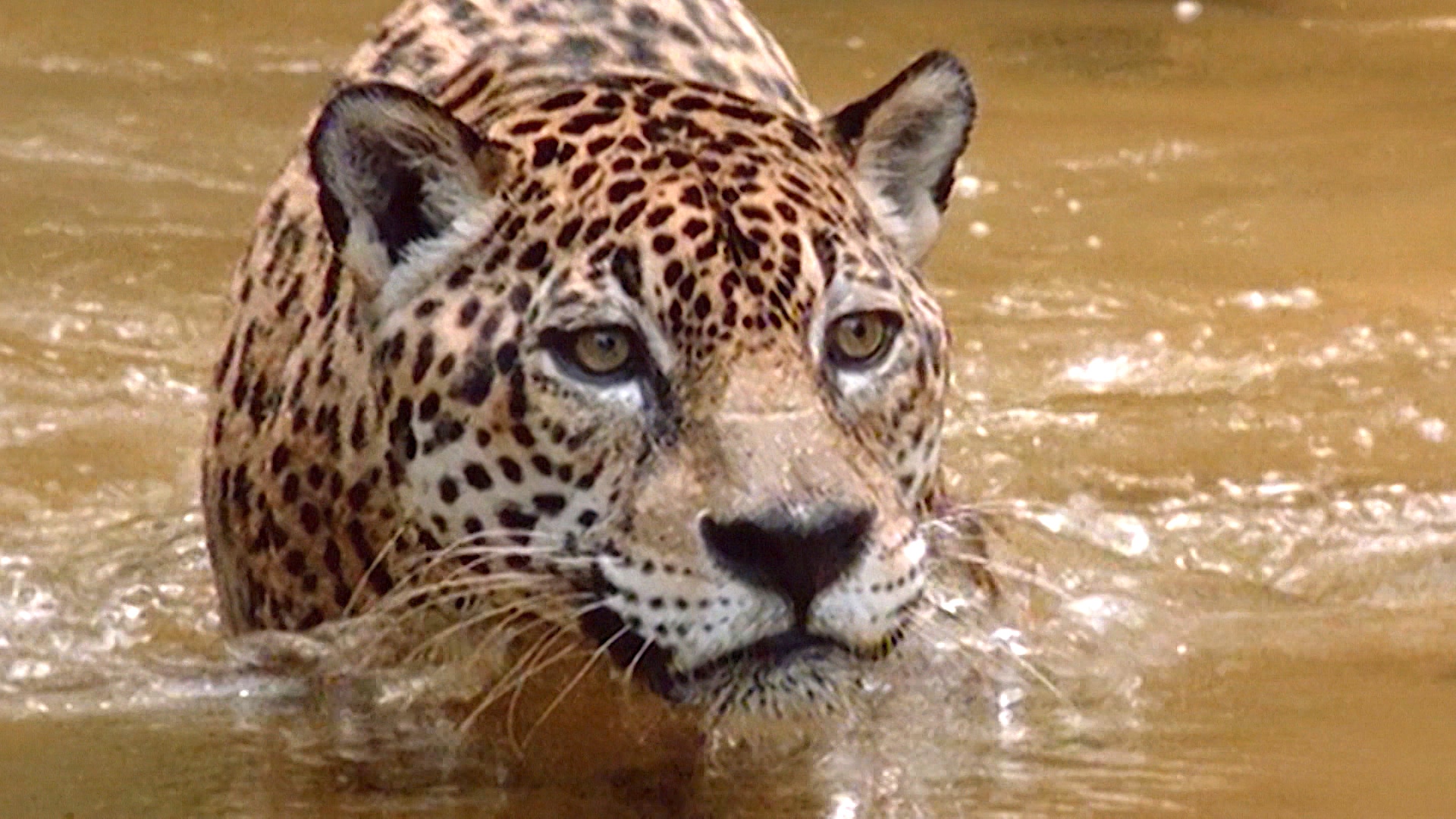 Watch Earth Odyssey with Dylan Dreyer Episode: The Amazing Amazon - NBC.com