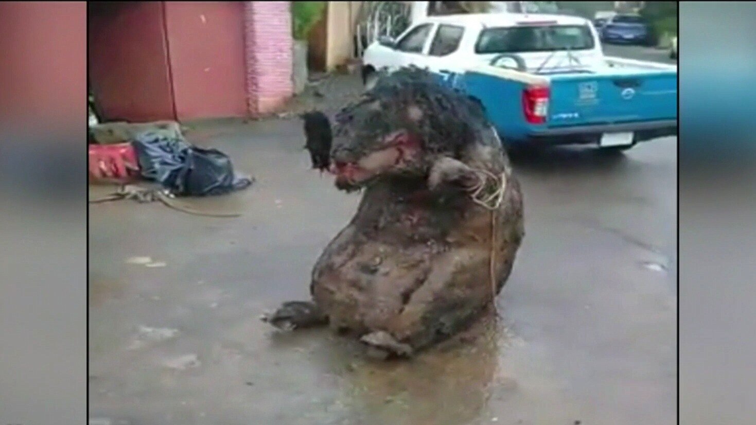 Watch Al Rojo Vivo Highlight: Revelan de dónde salió una rata gigante ...