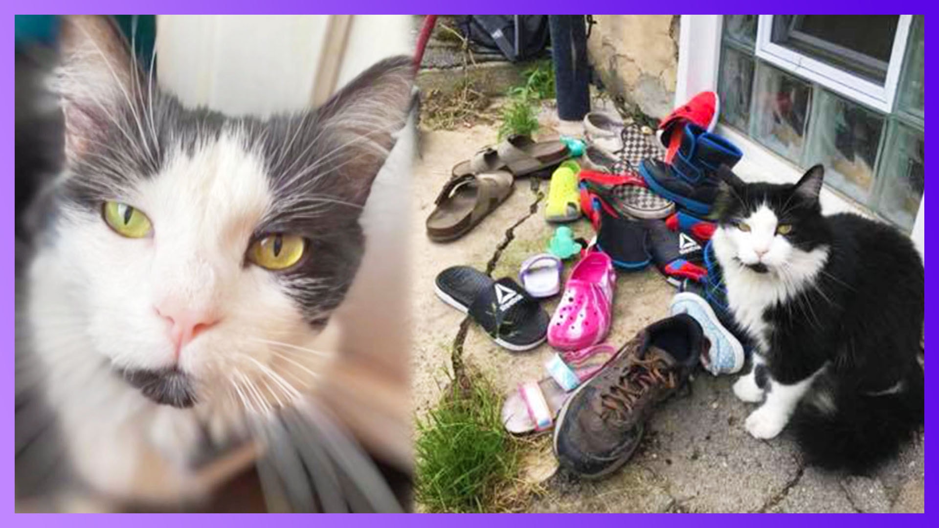 Watch The Kelly Clarkson Show - Official Website Highlight: Cat Steals ...