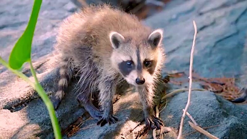 Watch Wild Child Episode: North America Fun - NBC.com