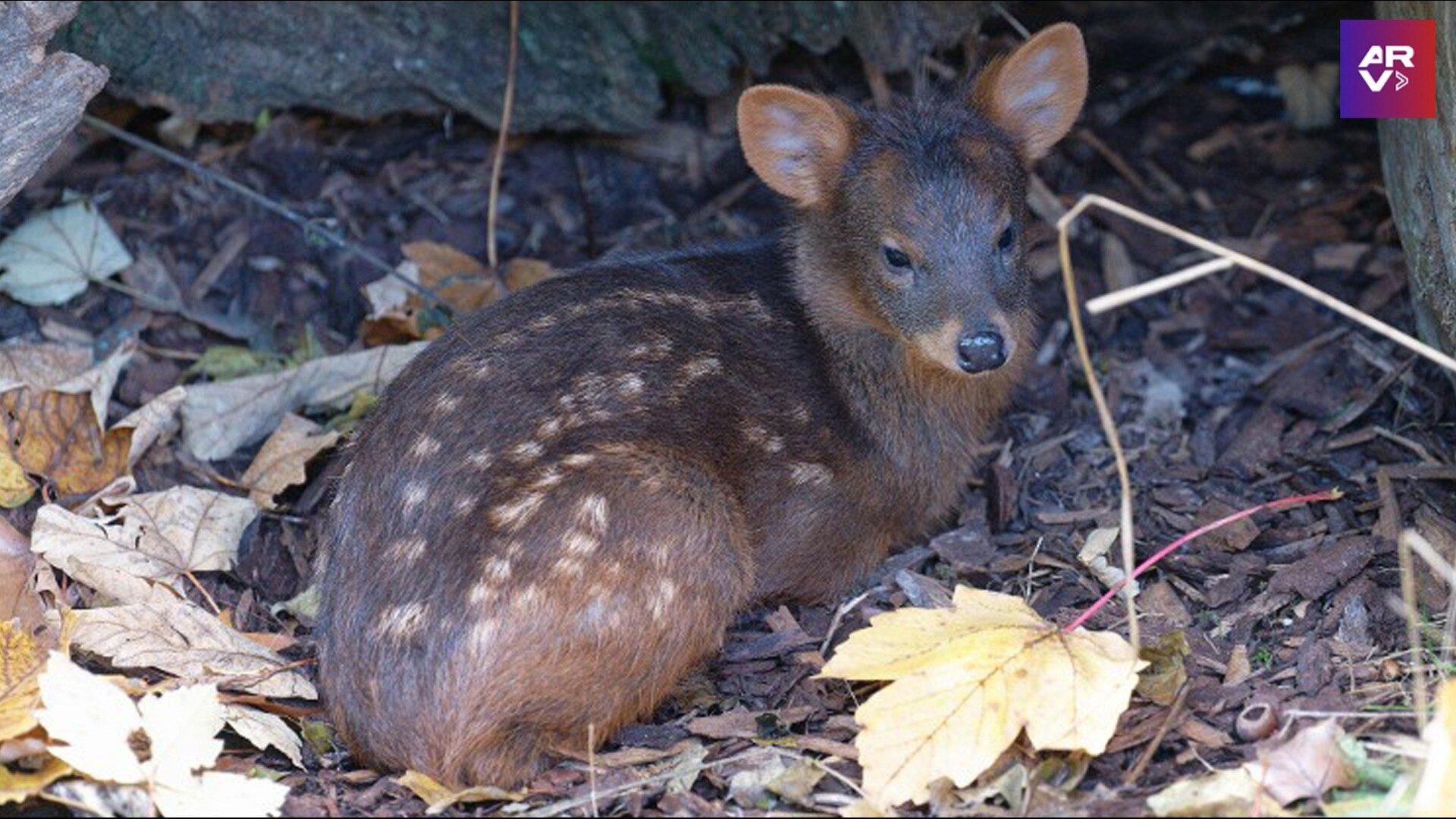 Watch Al Rojo Vivo Highlight: Venado miniatura del tamaño de un conejo ...
