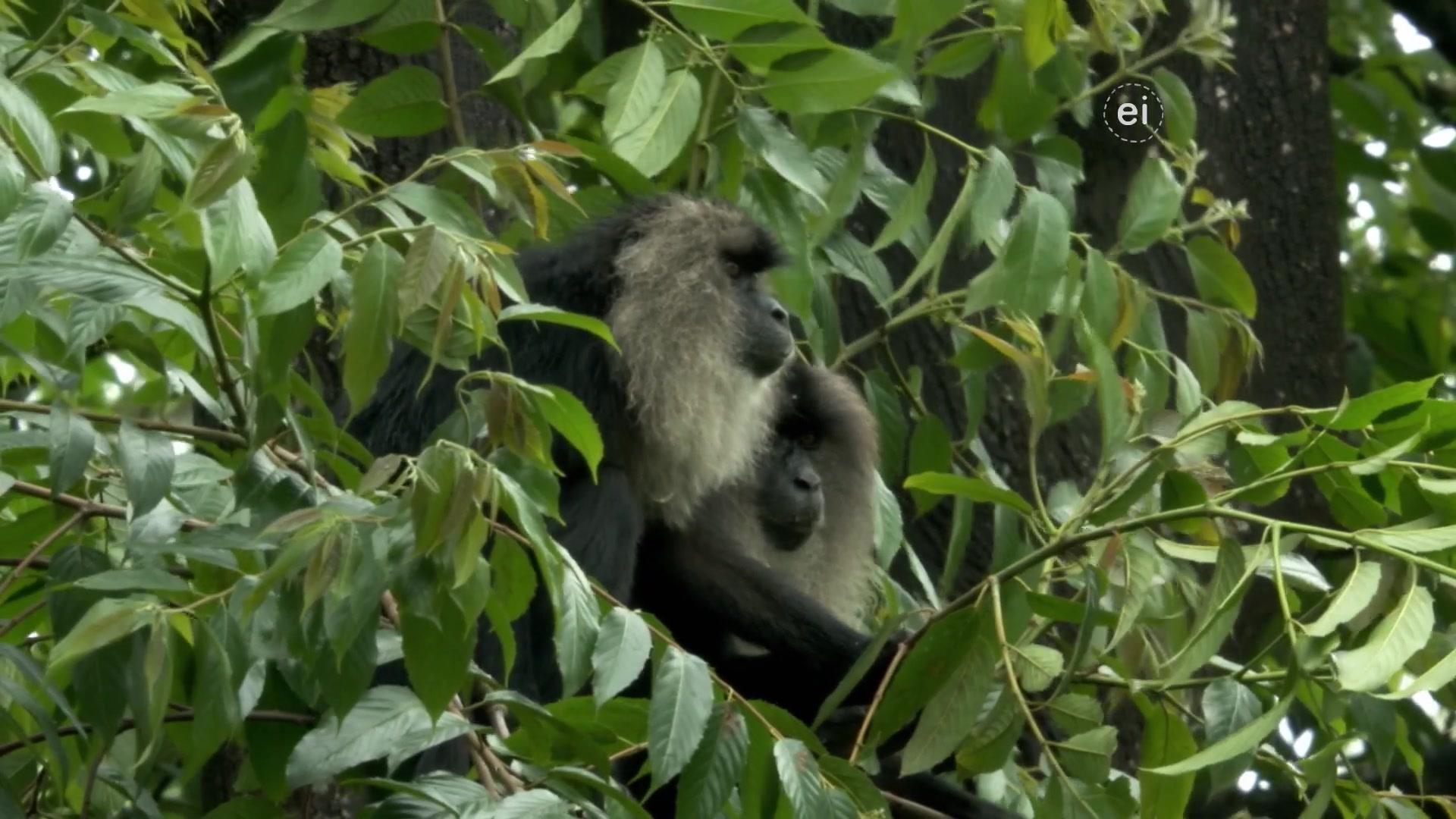Watch Earth Odyssey with Dylan Dreyer Episode: Life in the Trees - NBC.com