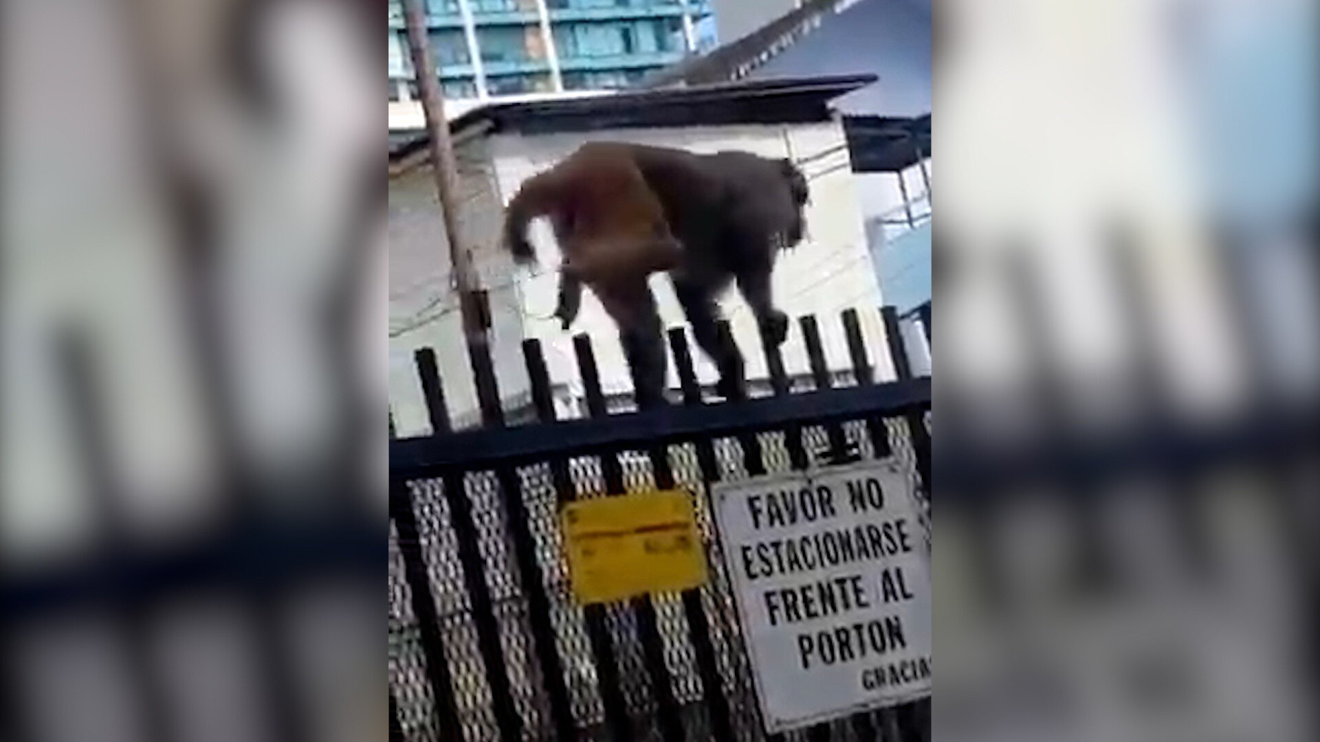 Watch Noticias Telemundo Highlight: Un misterioso mono se pasea por las ...