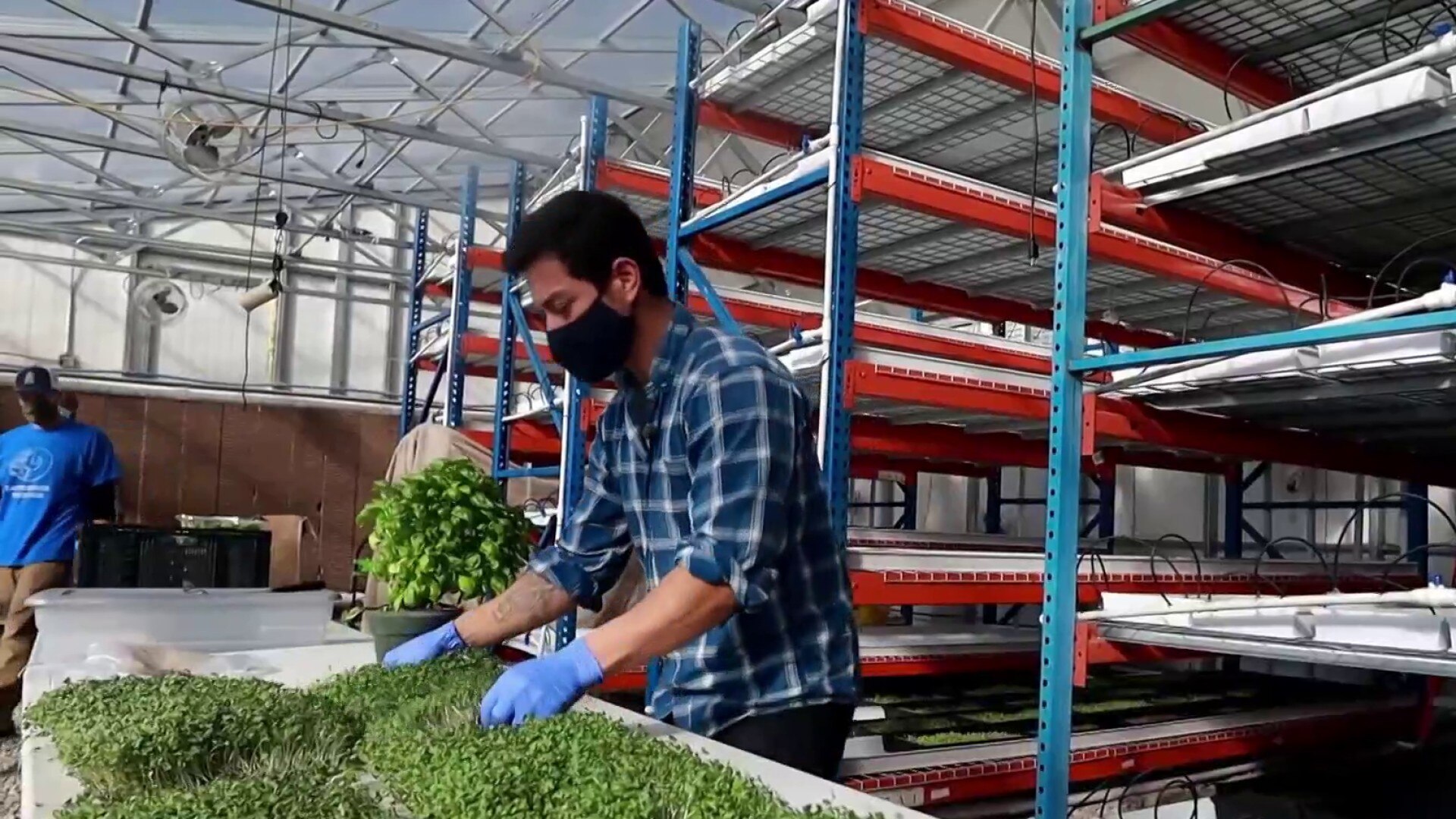 Watch NBC Nightly News with Lester Holt Excerpt: Farmer using ...