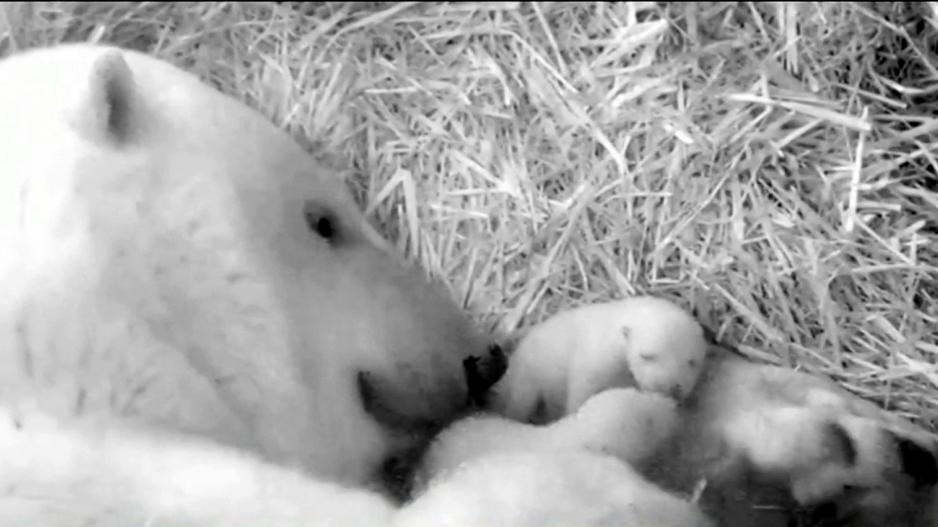 Watch hoy Día Highlight: Nacen osos polares gemelos en un zoológico de ...