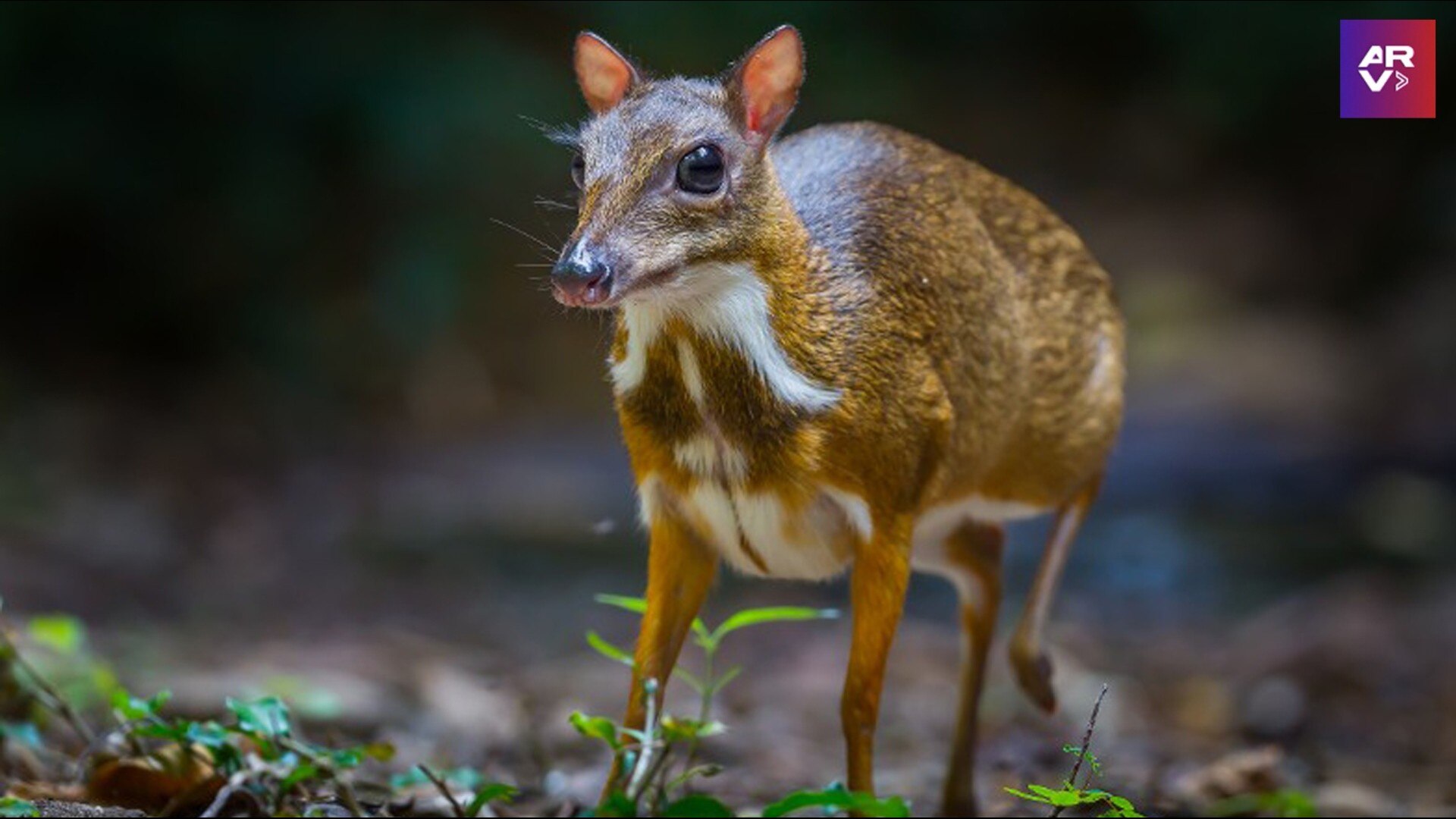 Watch Al Rojo Vivo Highlight: Nace un extraño ciervo-ratón del tamaño ...