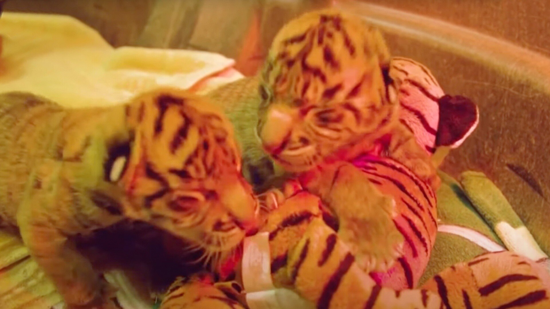 Watch Hoy Día Highlight: Nacen dos cachorros de tigre de Sumatra en el ...