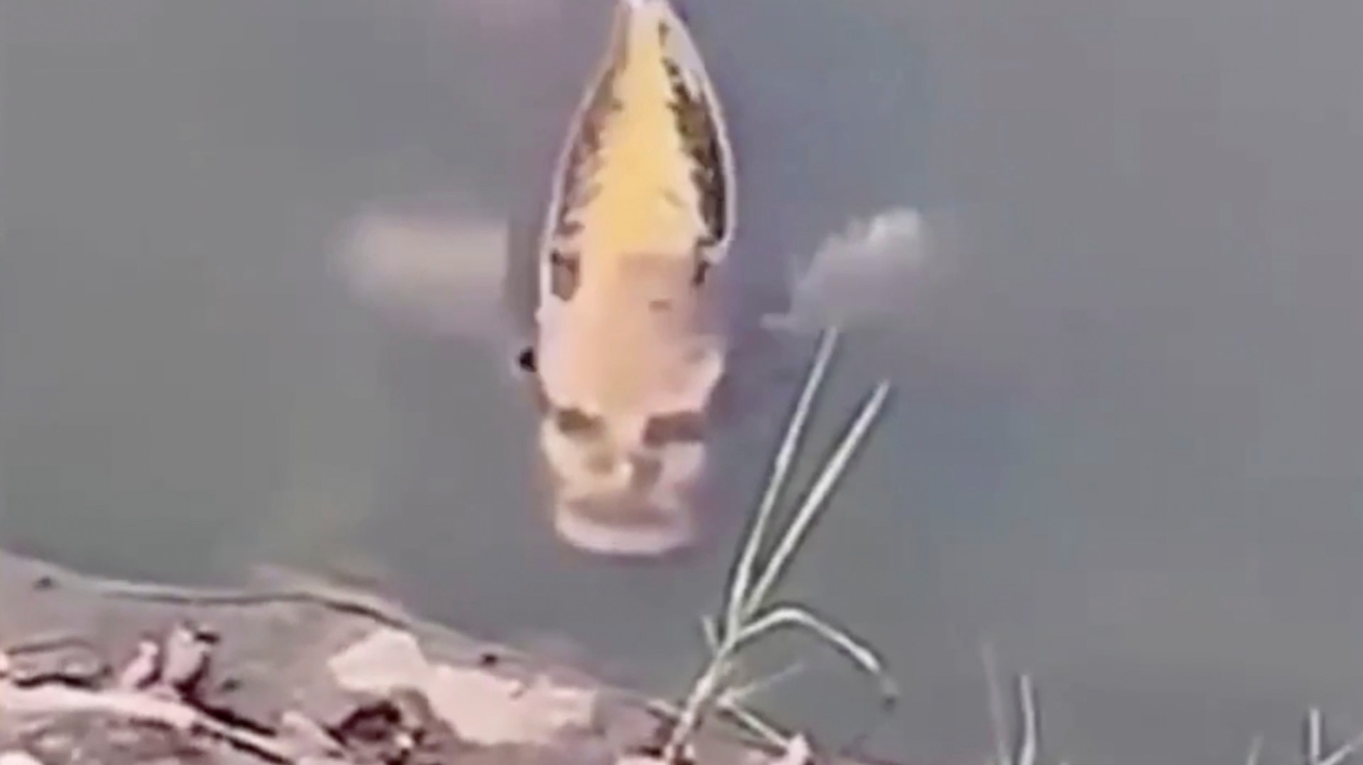 Watch Al Rojo Vivo Highlight: Sorprendente pez con rostro humano ...