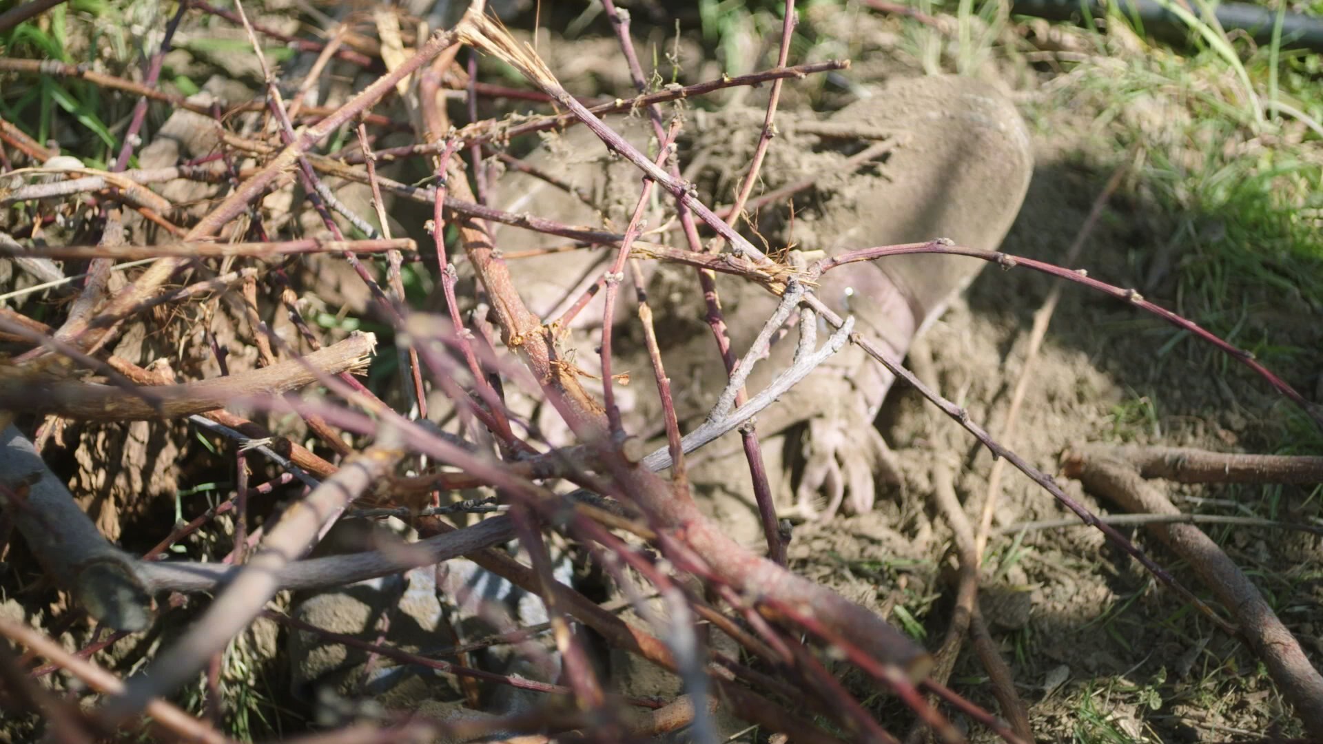 Watch Buried in the Backyard Highlight: Body Found Buried In Backyard ...