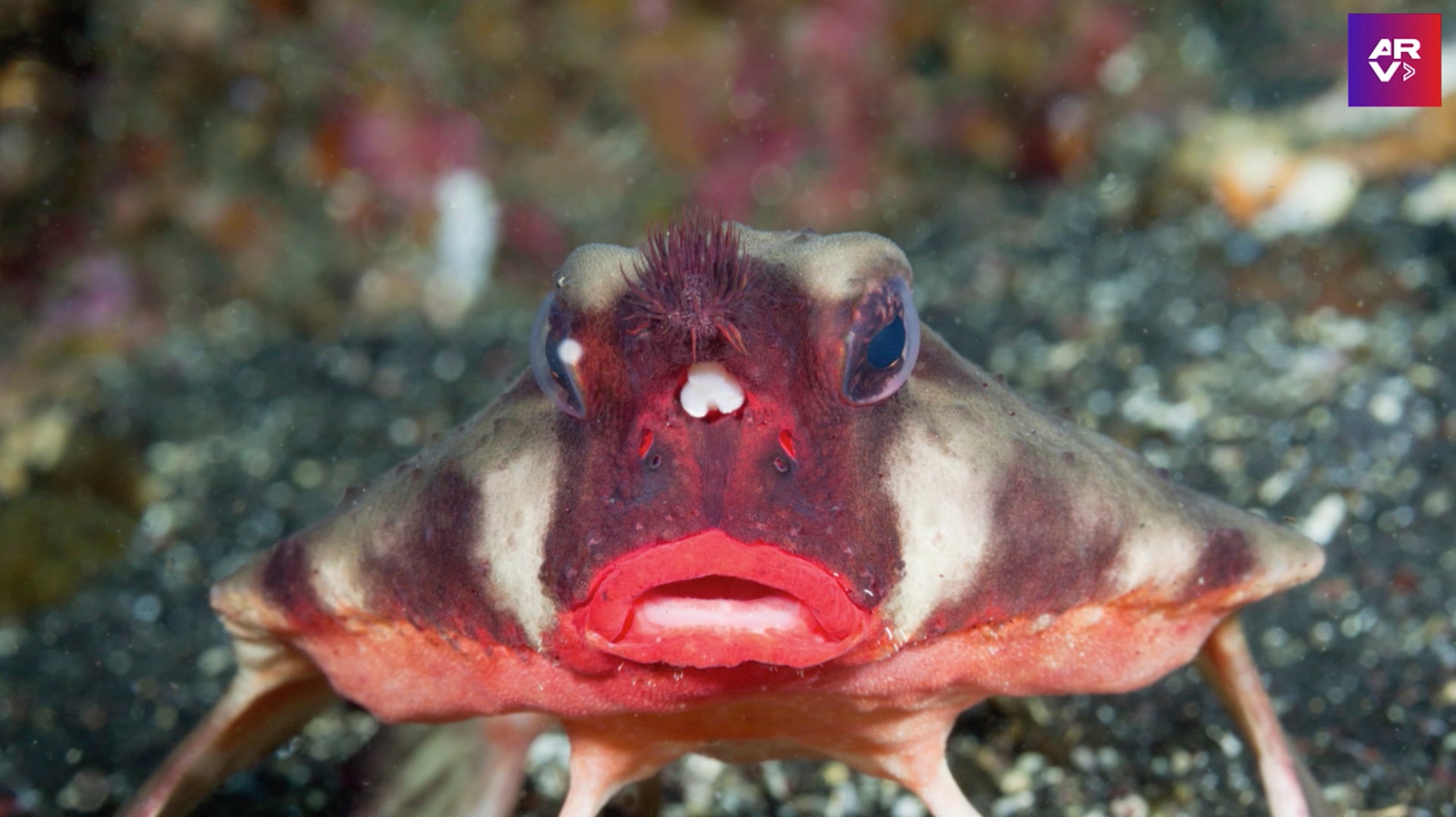 Watch Al Rojo Vivo Highlight: Seis animales feos del mundo que también ...