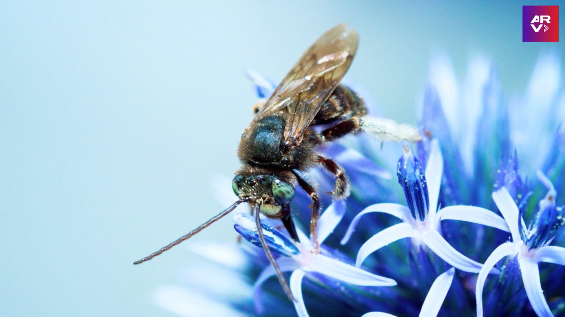 Watch Al Rojo Vivo Highlight: Reaparece abeja azul que se creía extinta ...