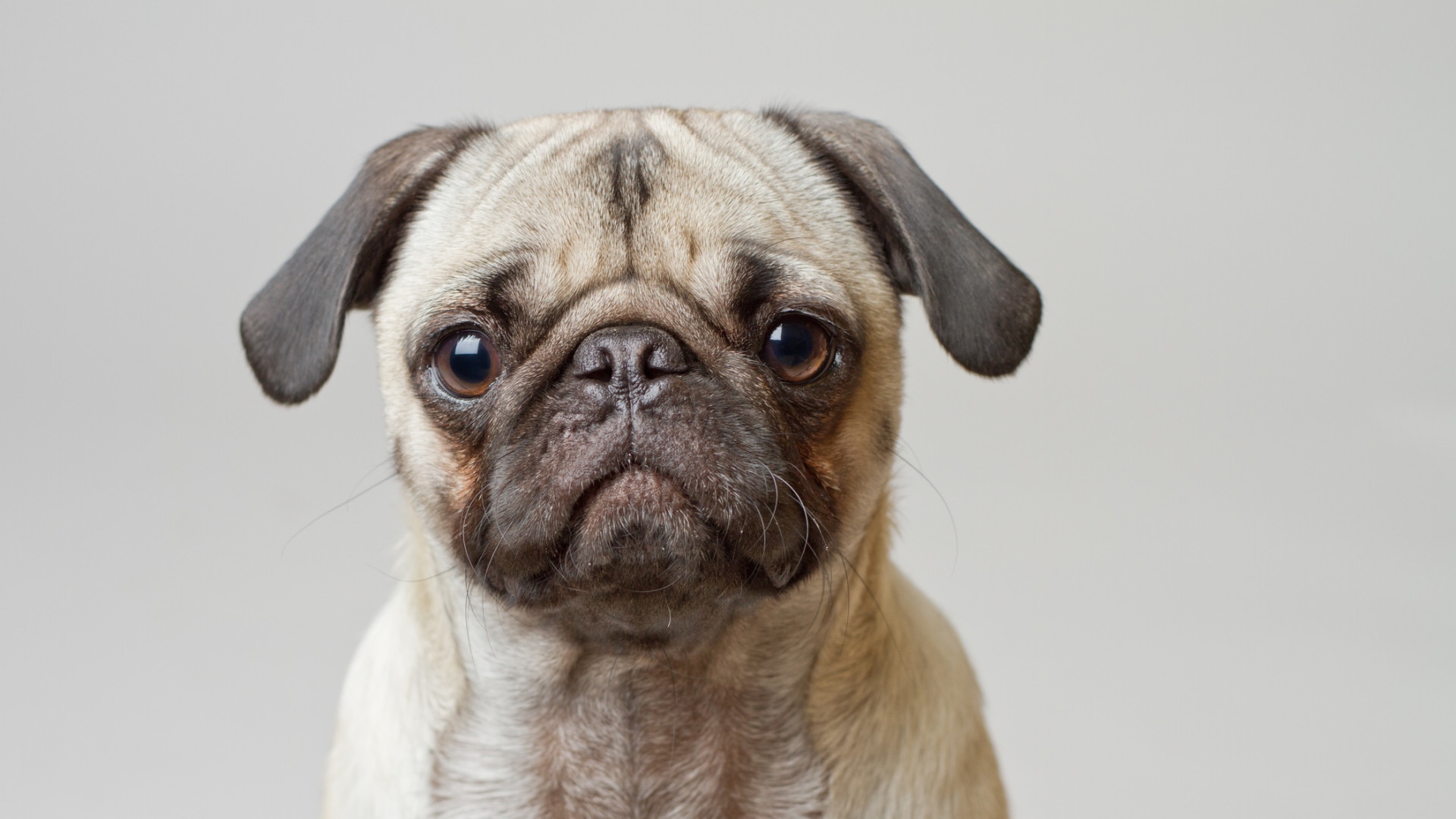 Watch hoy Día Highlight: ¿Por qué los perros Pug son la raza ideal para ...