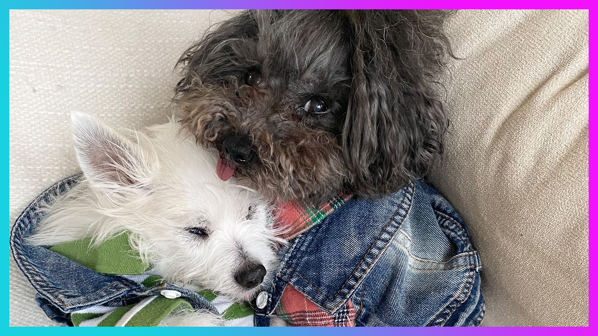 Watch The Kelly Clarkson Show - Official Website Highlight: Grumpy Dog ...