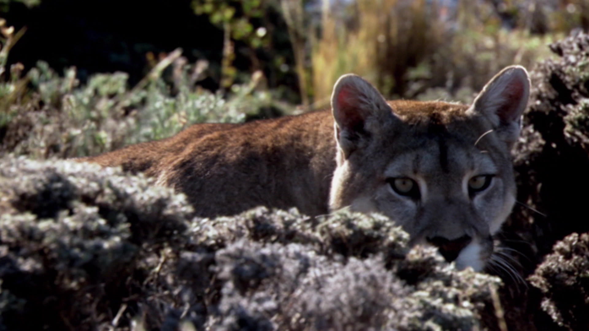 Watch Earth Odyssey with Dylan Dreyer Episode: Five-Fingered Friends ...