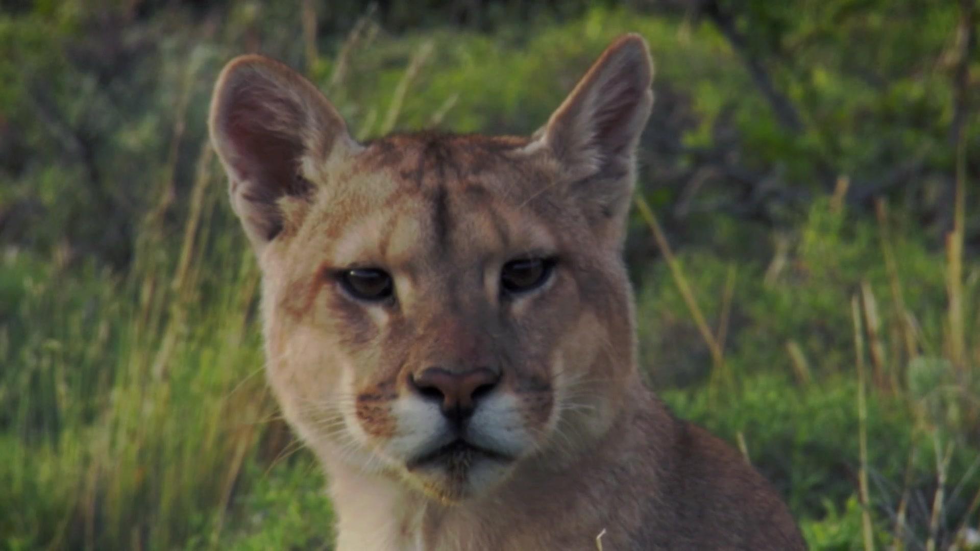 Watch Earth Odyssey with Dylan Dreyer Episode: Mammals - NBC.com Watch Earth Odyssey with Dylan Dreyer Episode: Mammals - NBC.com