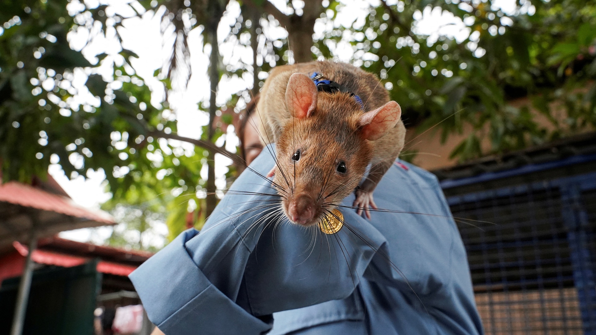 Watch Noticias Telemundo Mediodía Highlight: Muere una rata gigante ...