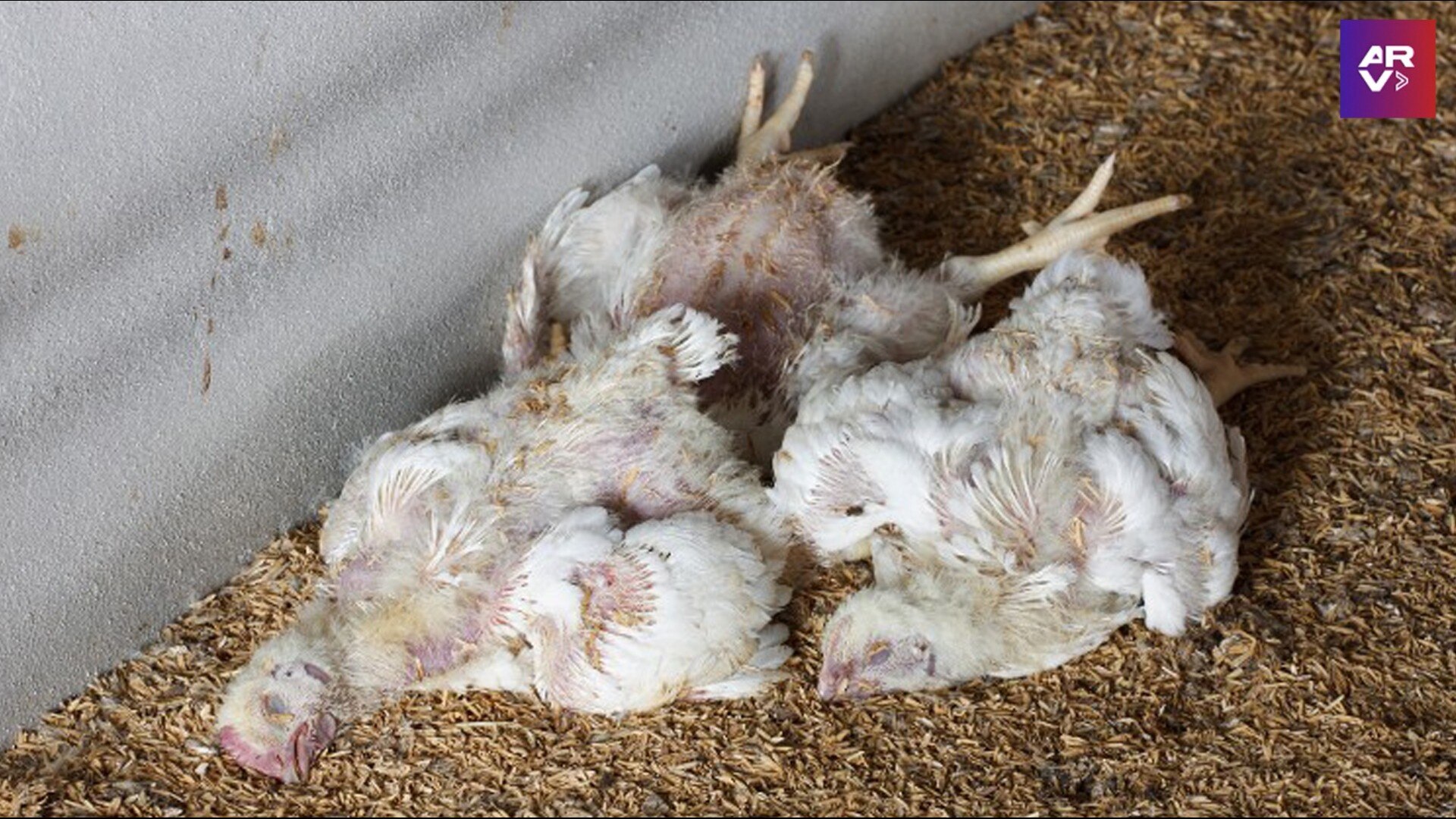 Watch Al Rojo Vivo Highlight: Descubren por qué murieron 400,000 ...