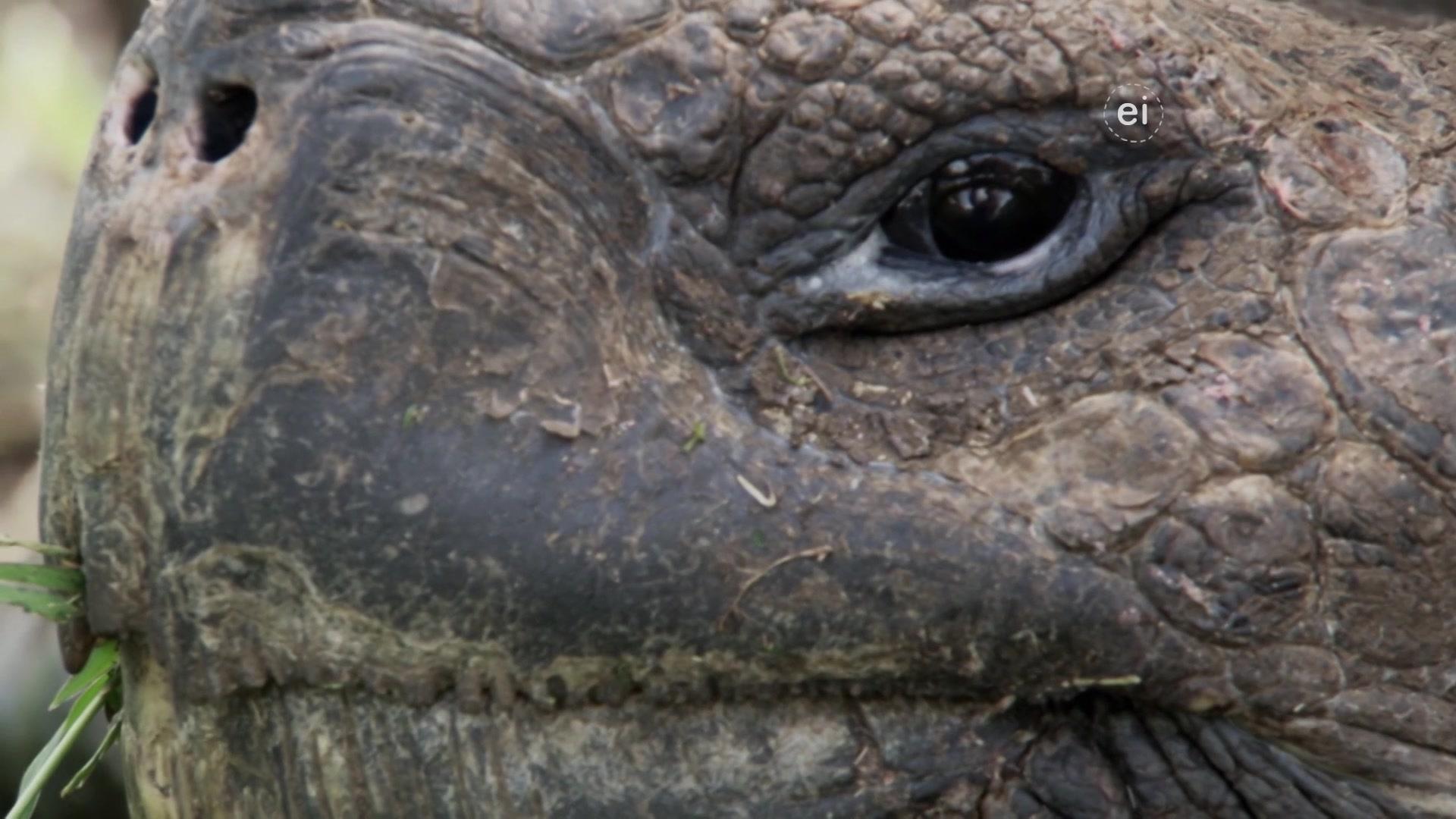 Watch Earth Odyssey with Dylan Dreyer Episode: Large and in Charge ...