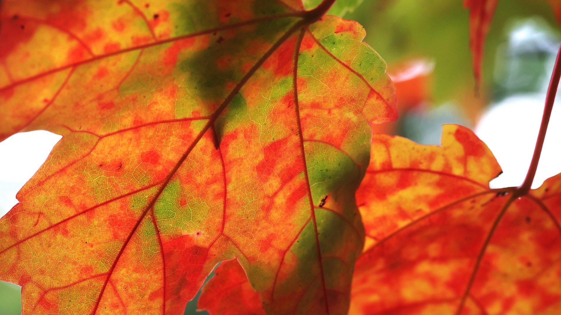 Watch TODAY Excerpt: Fall foliage: Peak times for optimal leaf peeping ...
