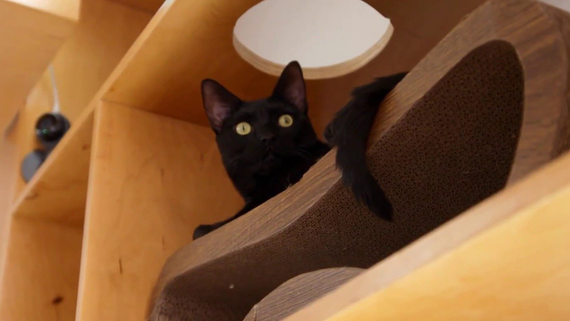 Watch TODAY Excerpt: Hoda and Jenna celebrate National Cat Day with a ...