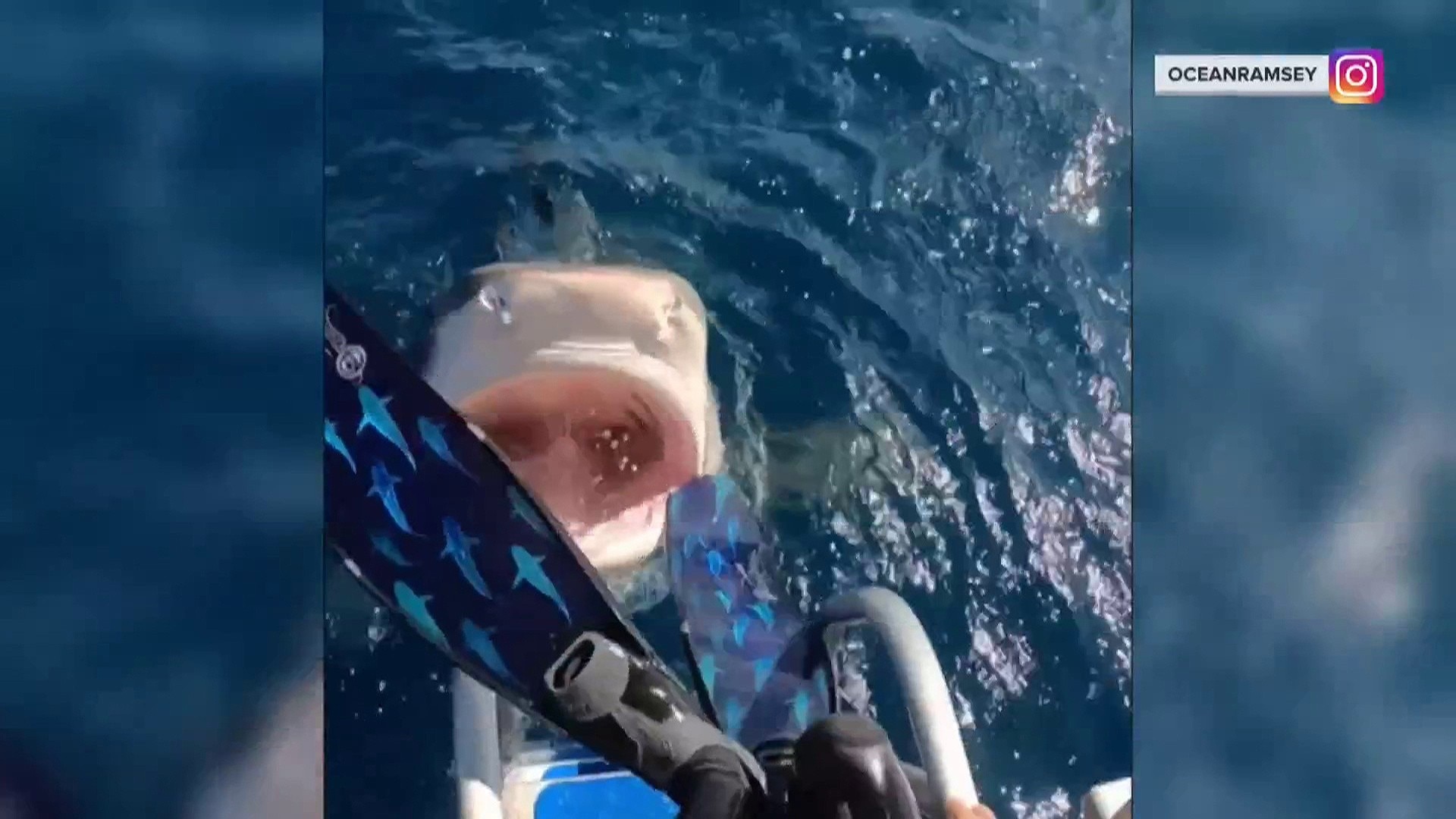 Watch TODAY Excerpt: Watch: Marine biologist nearly dives right into the mouth of a shark - NBC.com