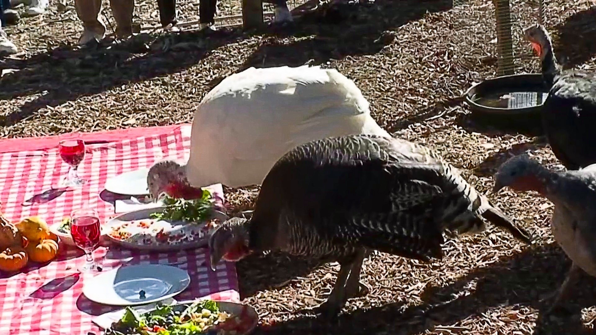Watch Hoy Día Highlight: PETA organiza una fiesta para aves rescatadas ...